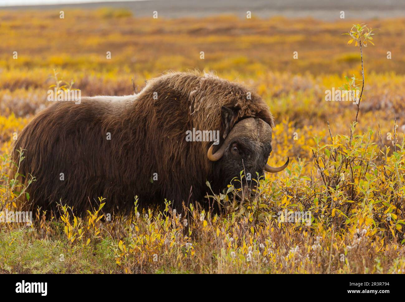 Hunting the musk ox hi-res stock photography and images - Alamy