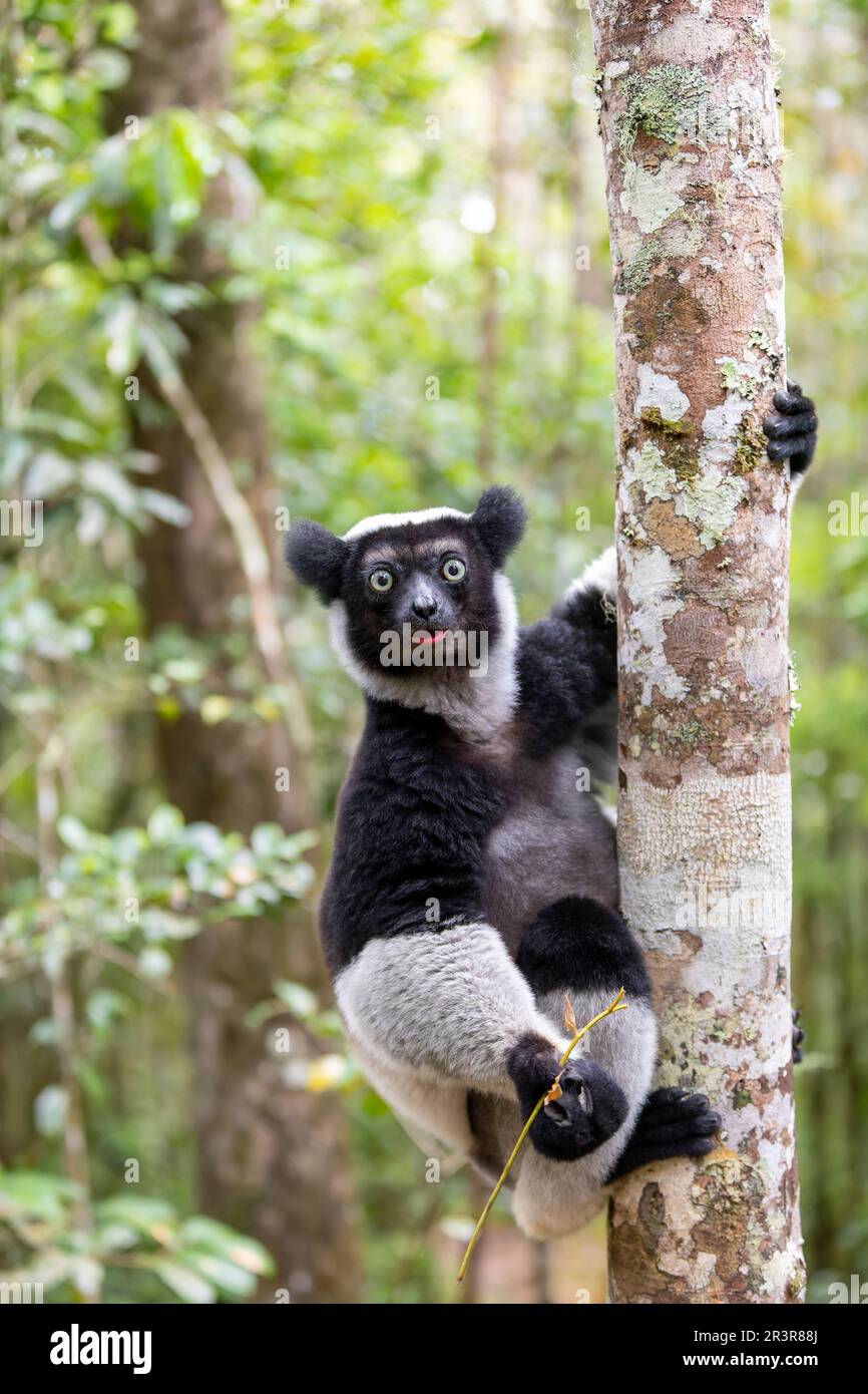 Lemur Indri, Madagascar wildlife Stock Photo - Alamy