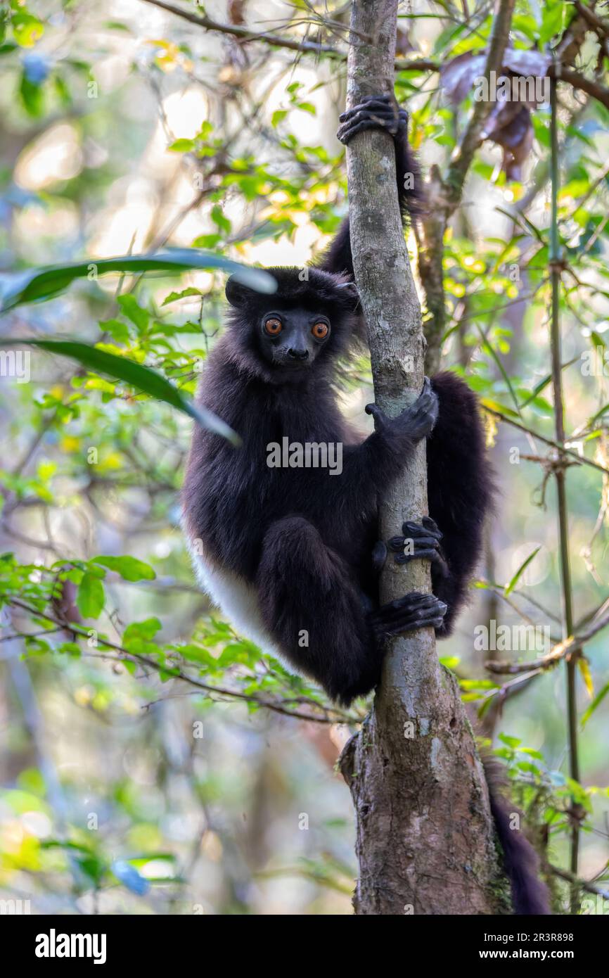 Black lemur Milne-Edwards's sifaka, Propithecus edwardsi, Madagascar ...