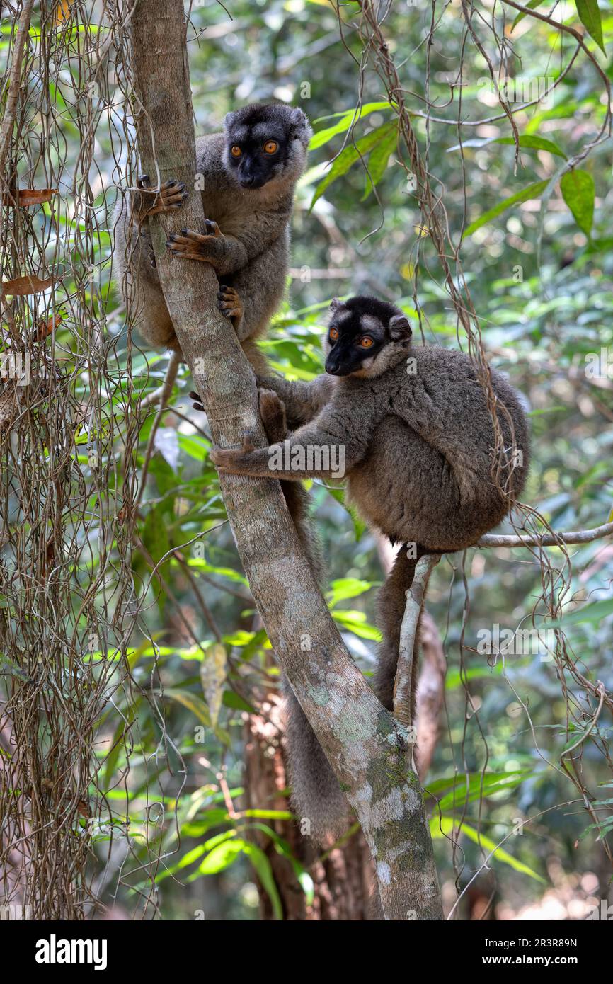 Common brown lemur, Eulemur fulvus, Madagascar wildlife Stock Photo - Alamy