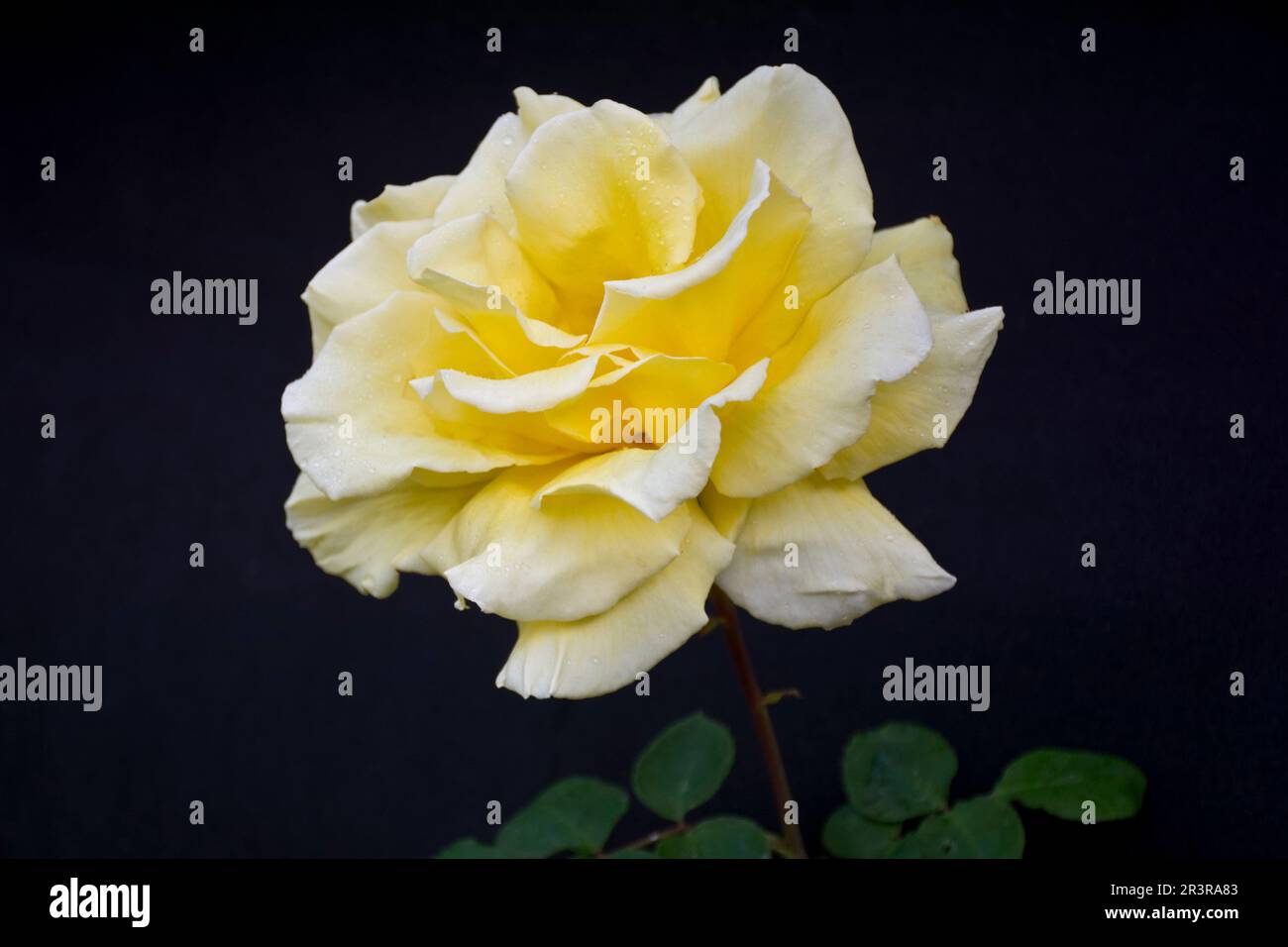 Beautiful blooming yellow roses hi-res stock photography and images - Alamy