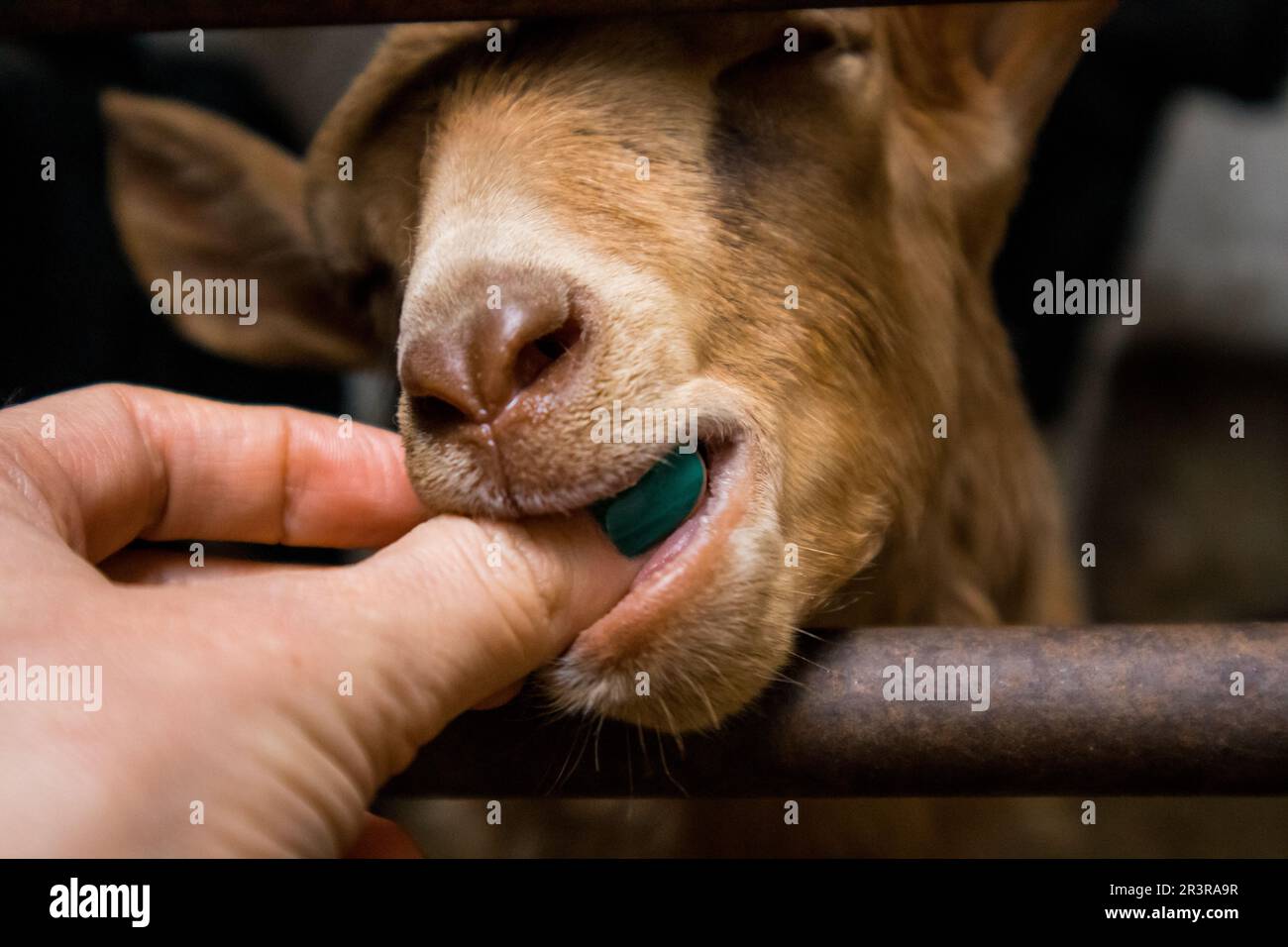 A little reddish brown sheep sucks the finger of a woman's hand with a ...