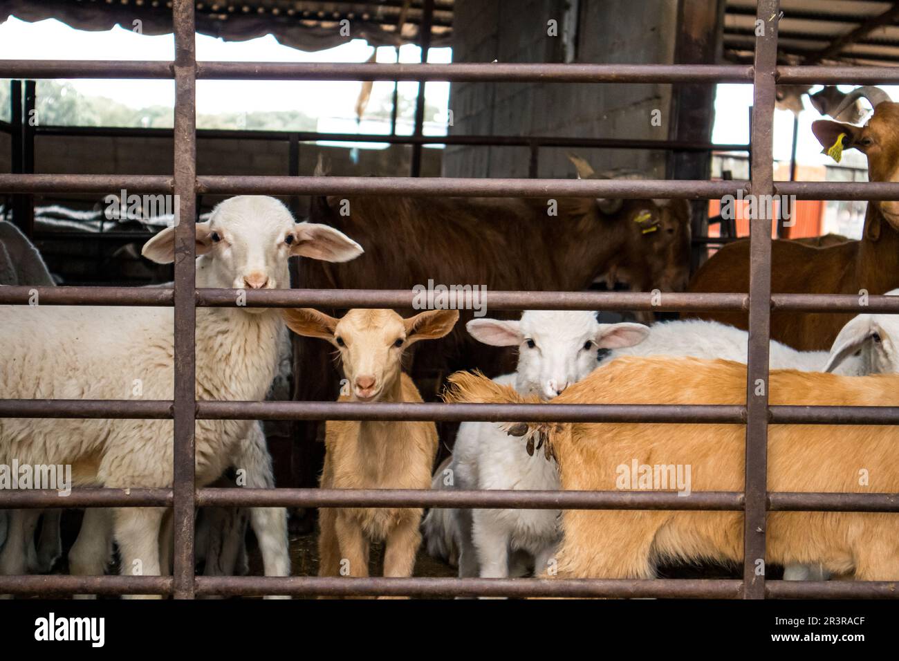Lots of domestic animals - White sheep and brown goats - in a pen ...
