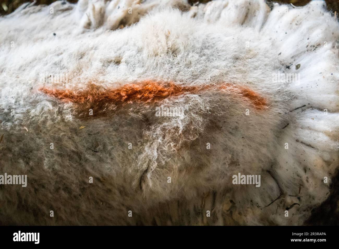 A red mark on a sheep's back top view Scottish sheep marked with color ...