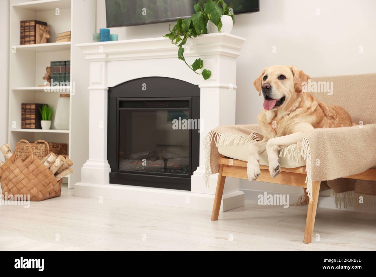 Modern living room interior. Cute Golden Labrador Retriever on cozy ...
