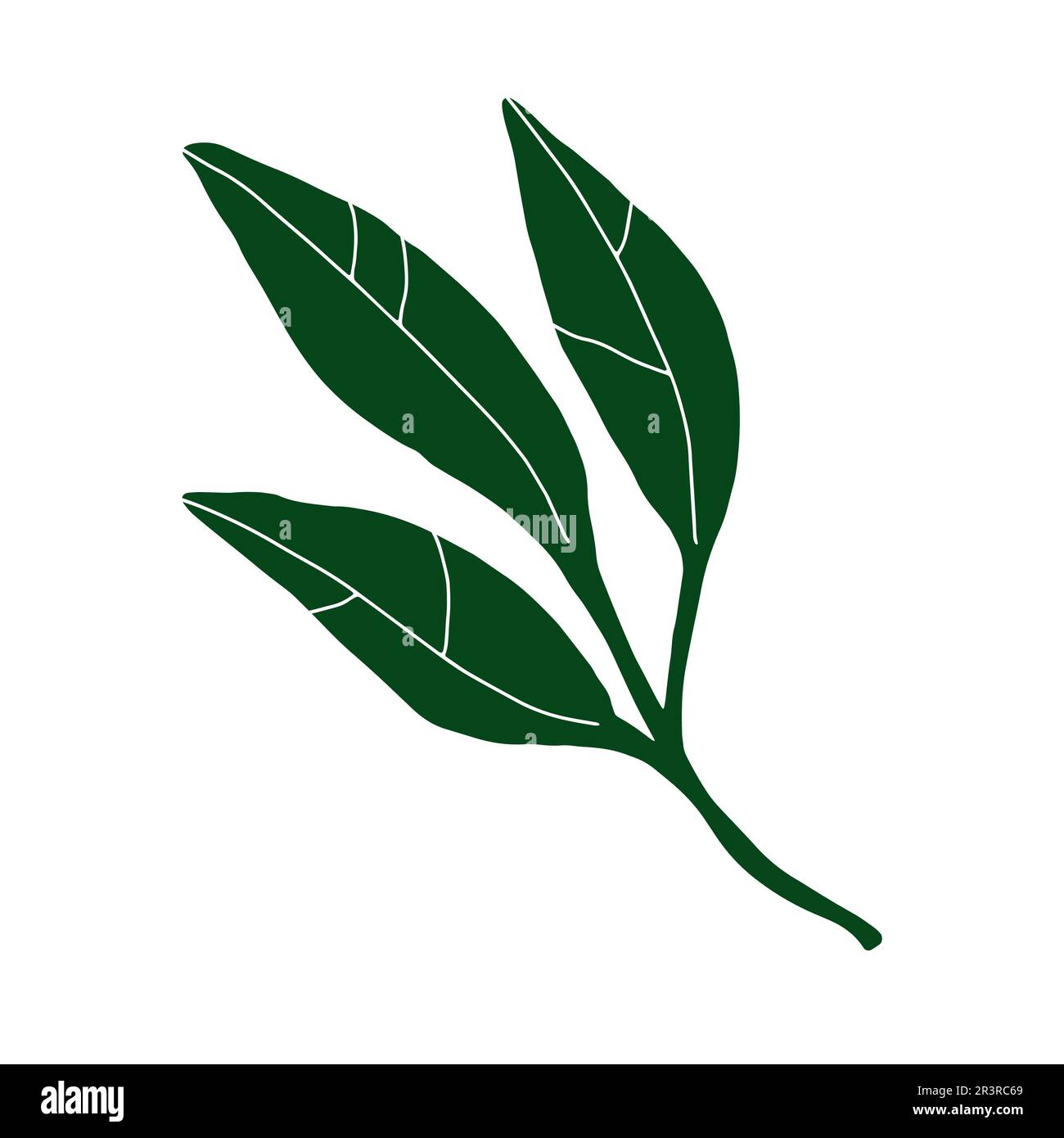 Doodle leaf image. Hand-drawn long plant isolated on white background ...