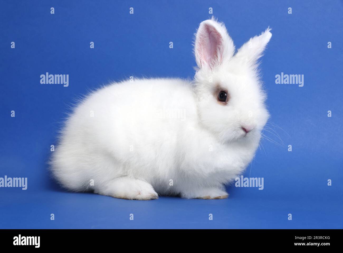 Fluffy white rabbit on blue background. Cute pet Stock Photo - Alamy