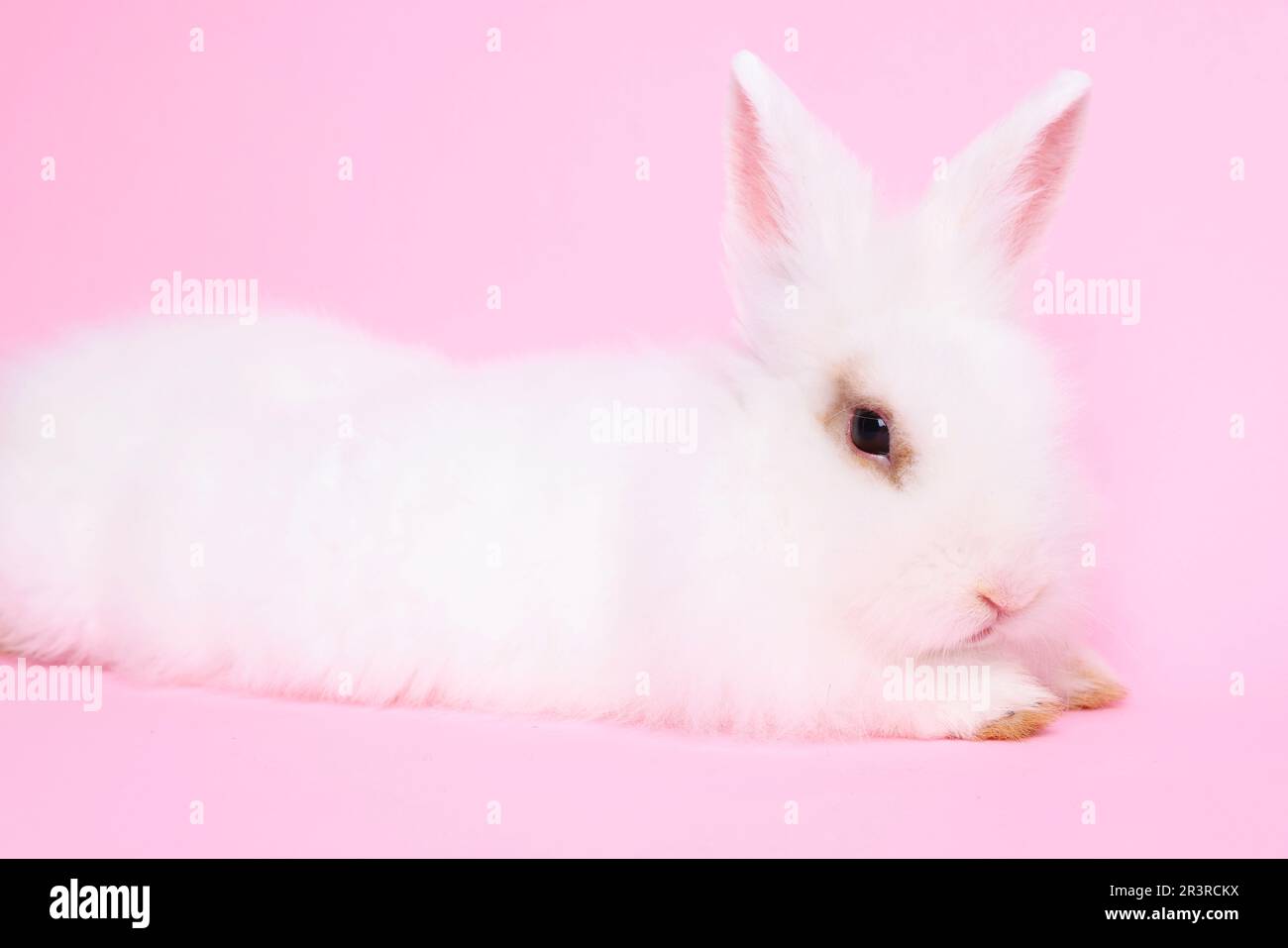 Fluffy white rabbit on pink background. Cute pet Stock Photo - Alamy