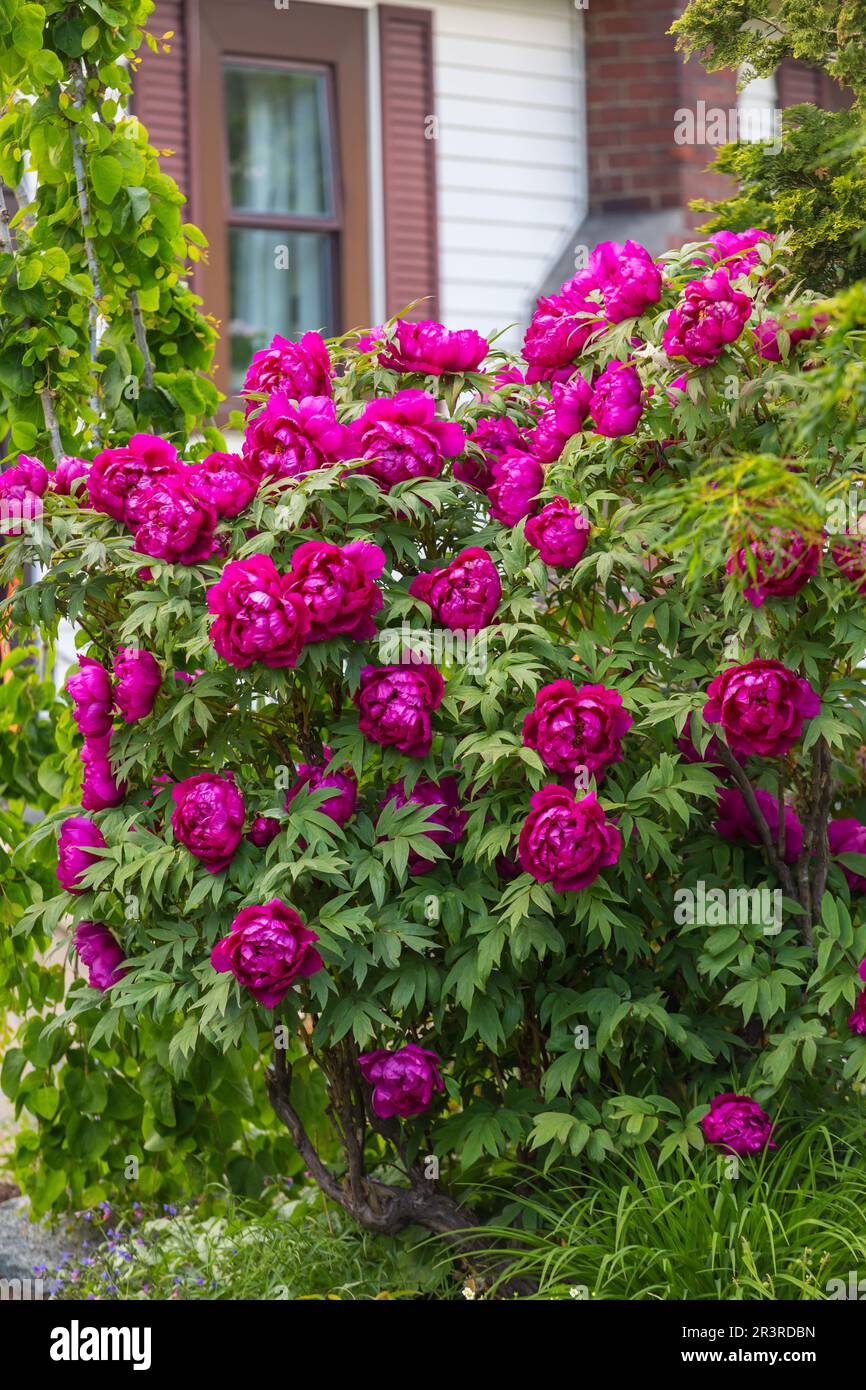 Gardening pion hi-res stock photography and images - Alamy