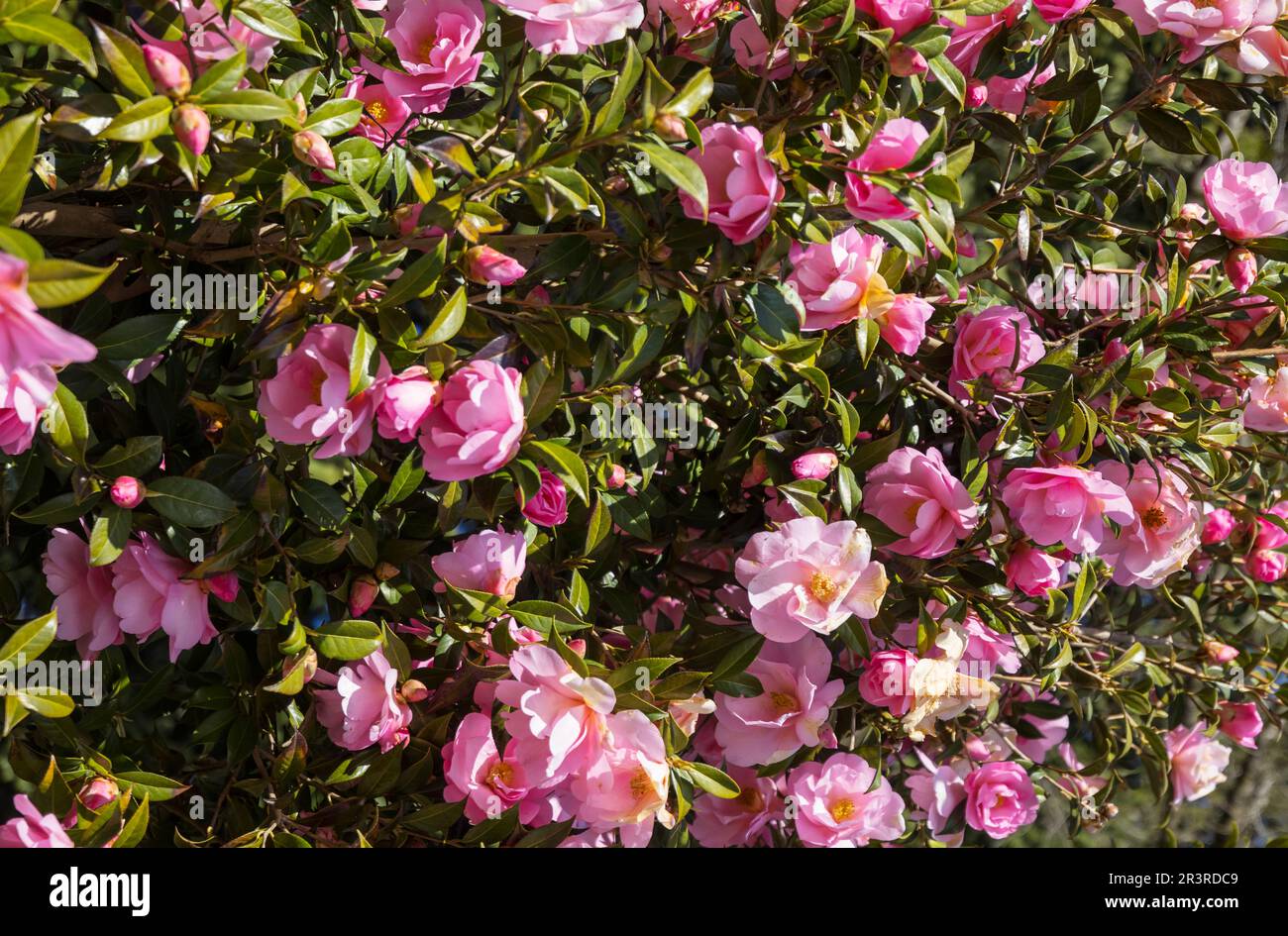 Purple pion hi-res stock photography and images - Alamy