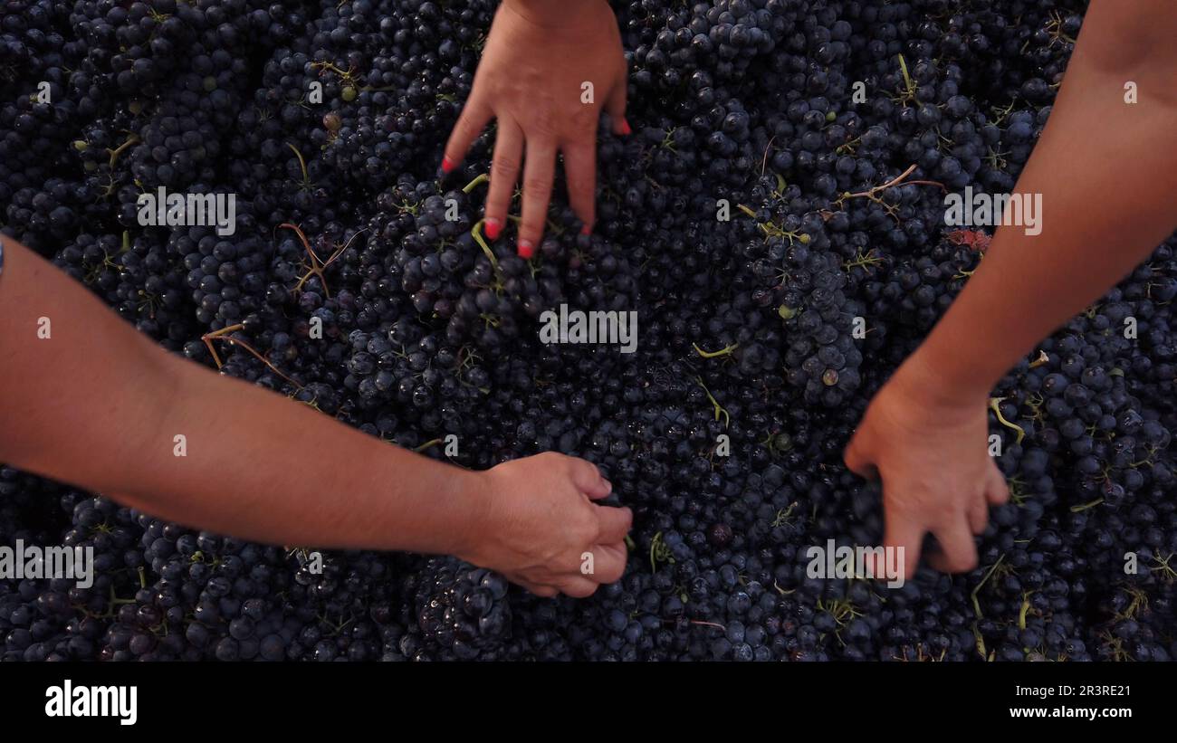 Red grapes selection final cleaning hi-res stock photography and images ...