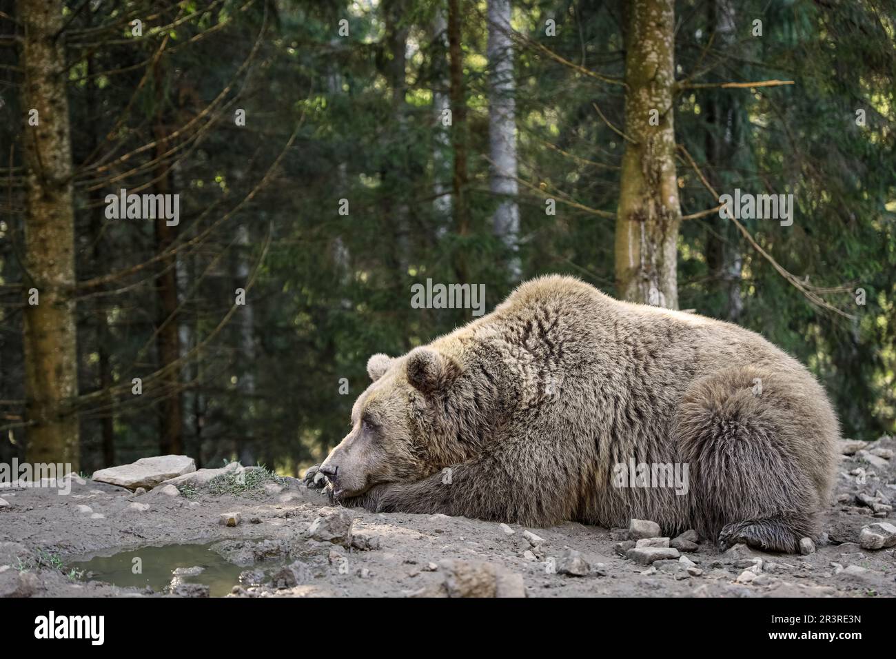 Beige bear hi-res stock photography and images - Alamy