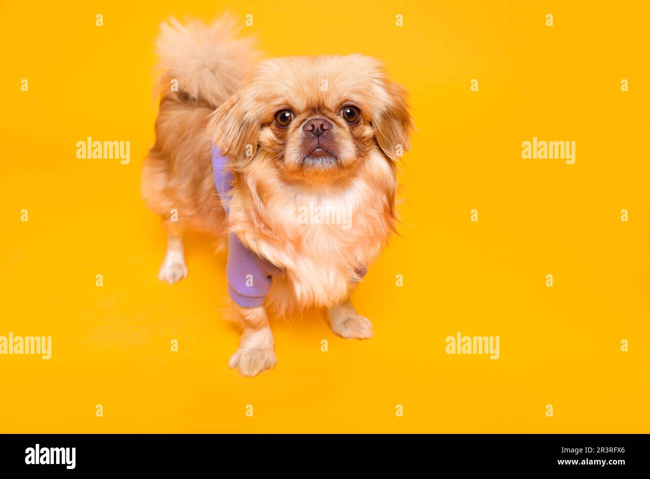 Cute Pekingese dog in pet clothes on yellow background Stock Photo - Alamy