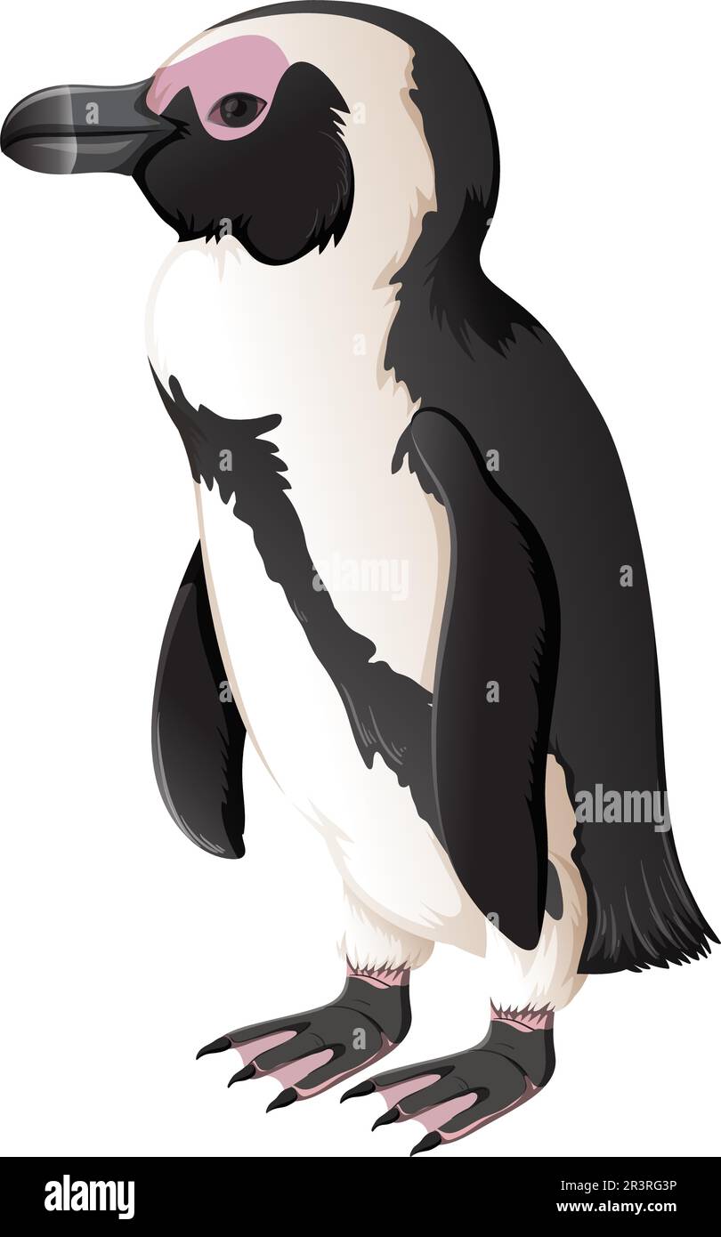 African Penguin on White Background illustration Stock Vector Image ...