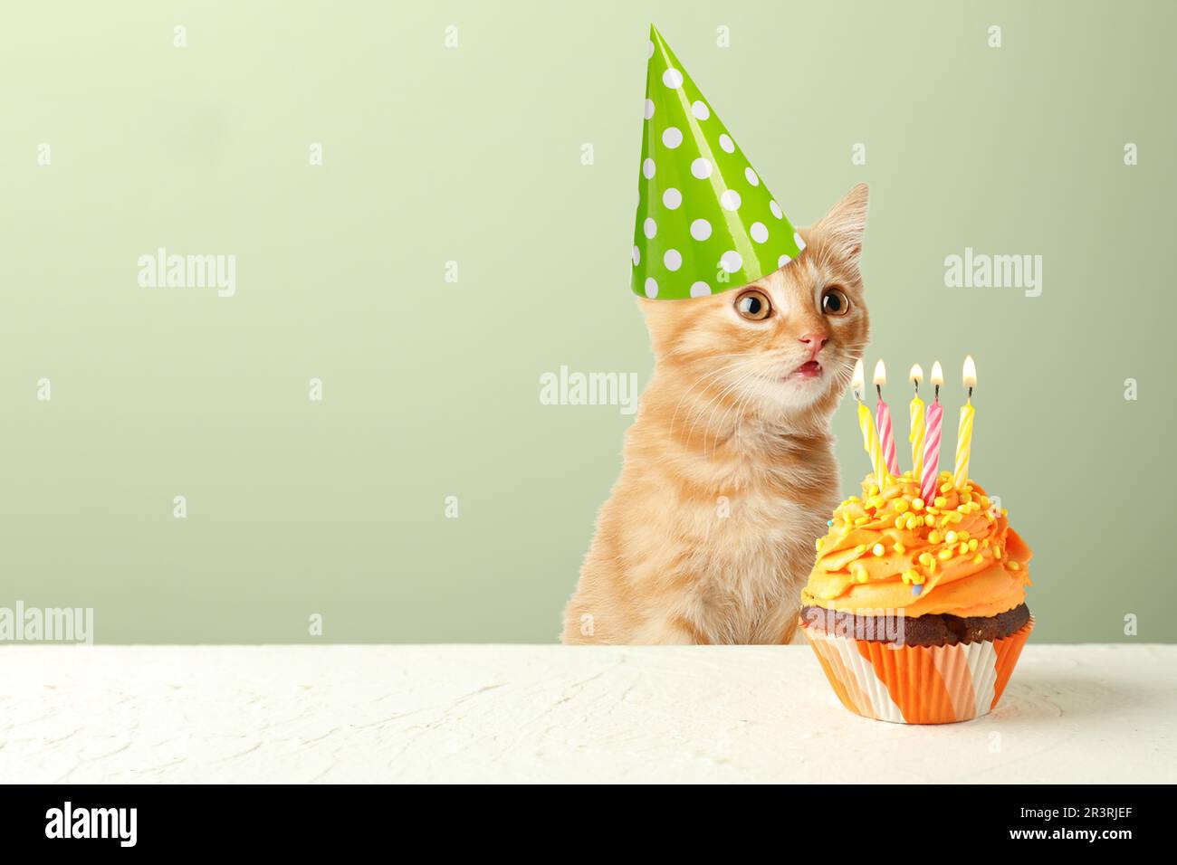 Cat celebrating birthday hi-res stock photography and images - Alamy
