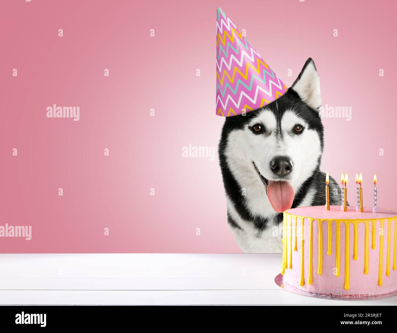 Cute Husky dog in party hat and with birthday cake on pink background ...