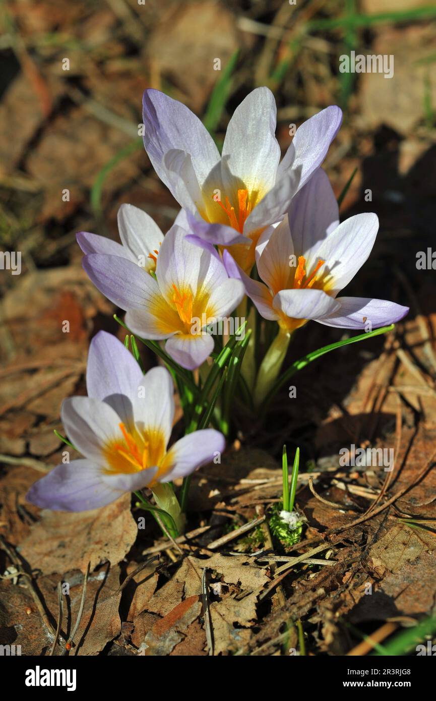 Ankara krokus hi-res stock photography and images - Alamy
