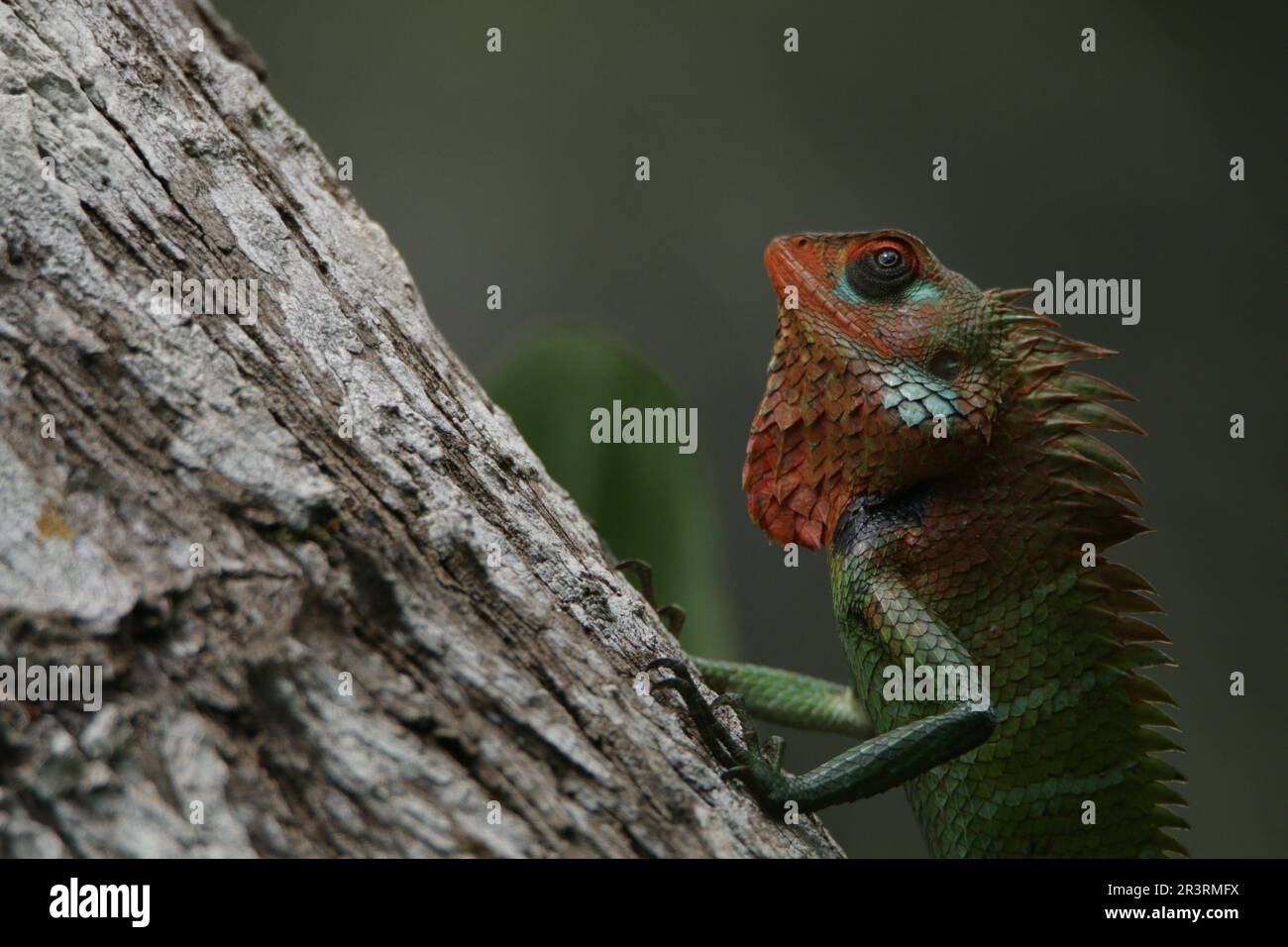 Lizards in Sri Lanka. Visit Sri Lanka Stock Photo - Alamy
