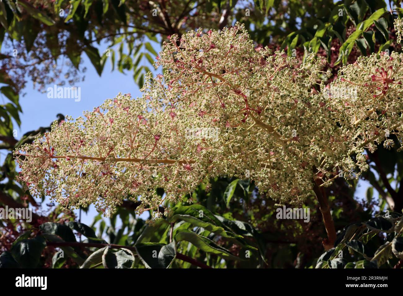 Chinese angelica tree (Aralia chinensis) in the Botanical Garden Stock ...