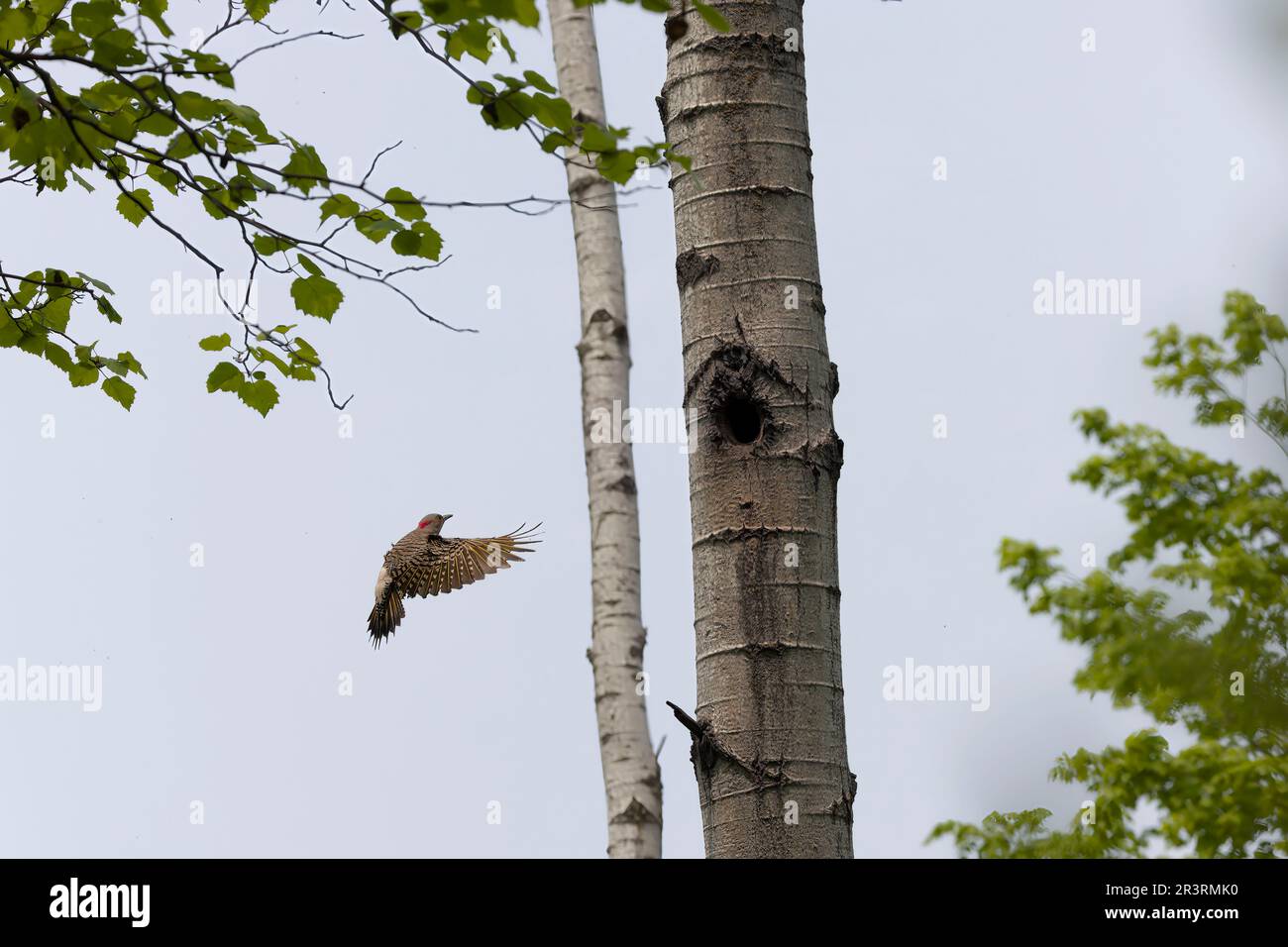 The Northern flicker (Colaptes auratus) flying to the nest cavity ...
