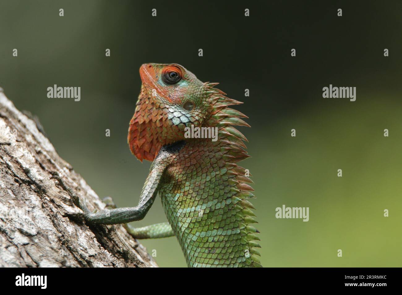 Lizards in Sri Lanka. Visit Sri Lanka Stock Photo - Alamy