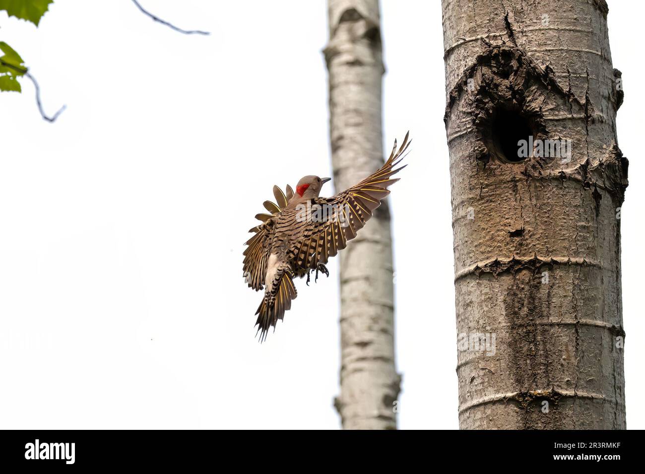 The Northern flicker (Colaptes auratus) flying to the nest cavity ...