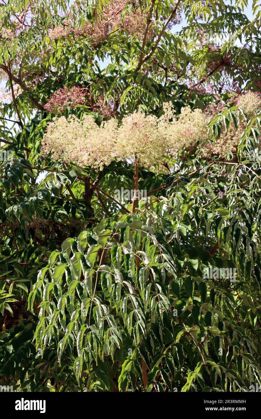 Chinese angelica tree (Aralia chinensis) in the Botanical Garden Stock ...