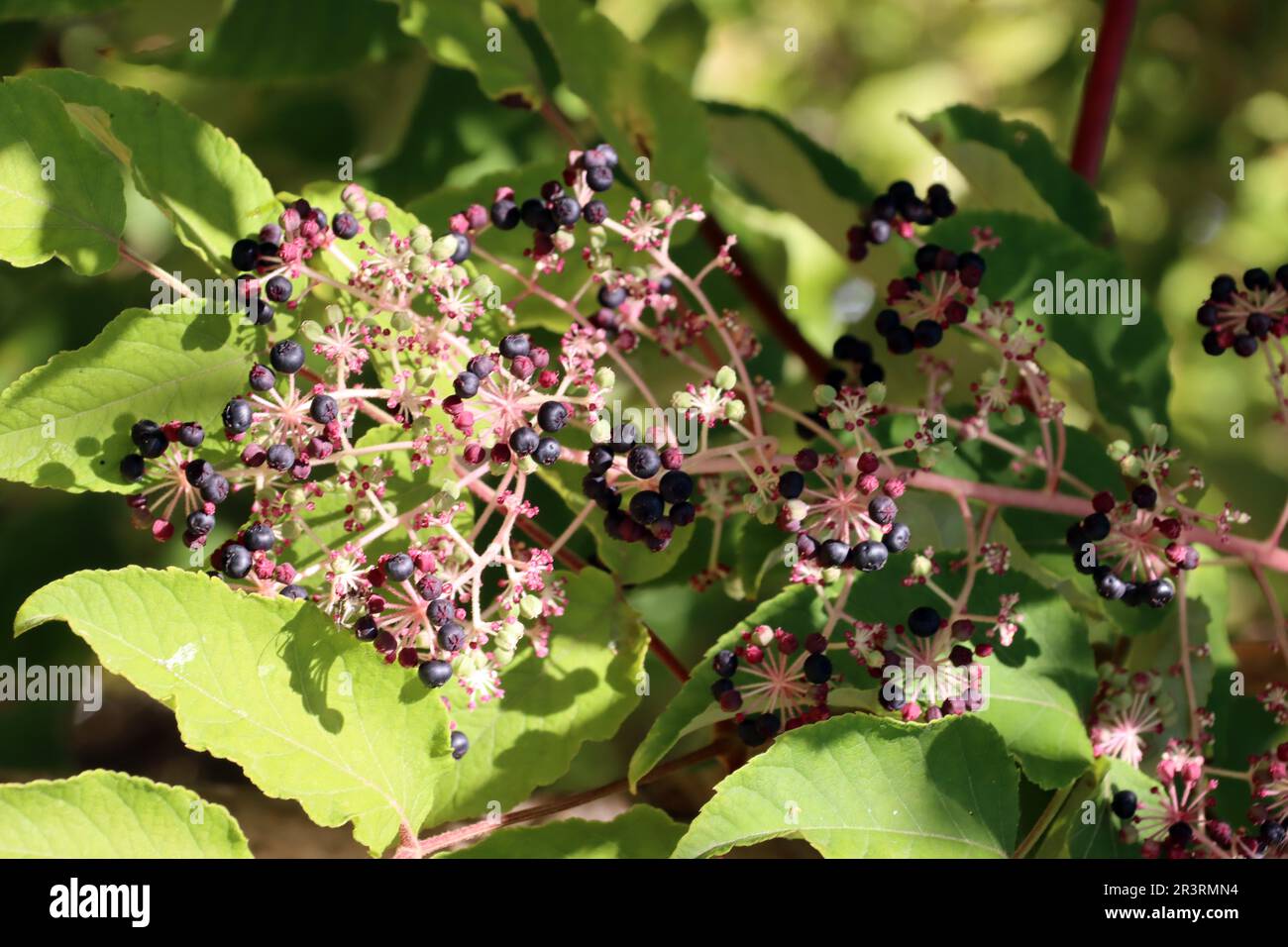 Chinese angelica tree (Aralia chinensis) in the Botanical Garden Stock ...