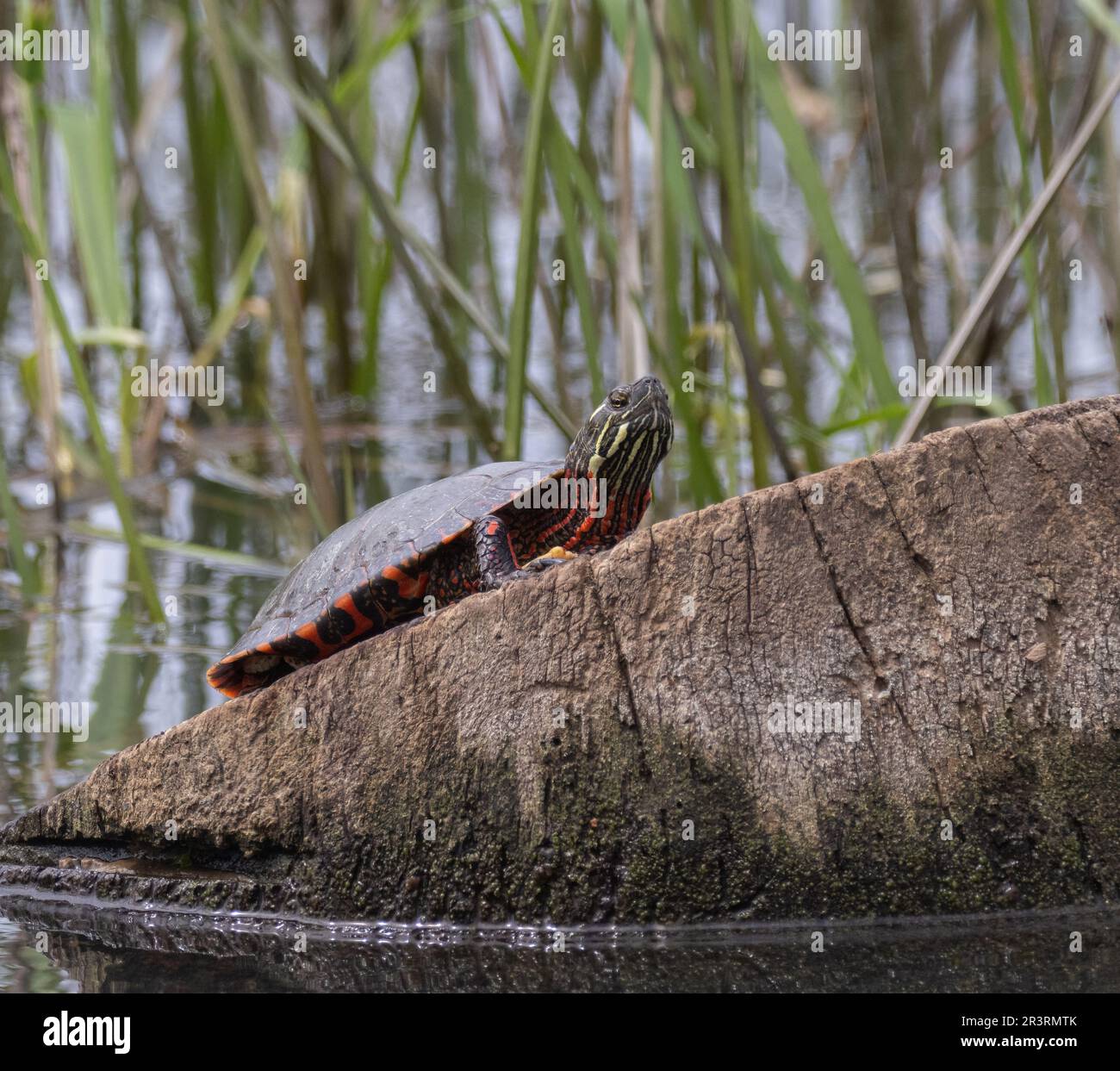 A beautiful Painted Turtle crawling up a large rock in a grassy marsh ...
