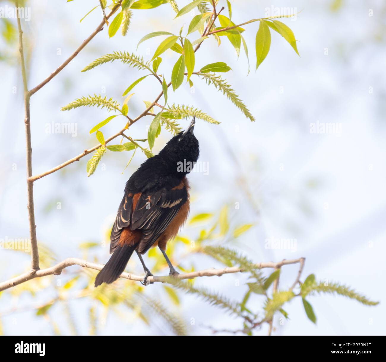 Orchard oriole hi-res stock photography and images - Alamy