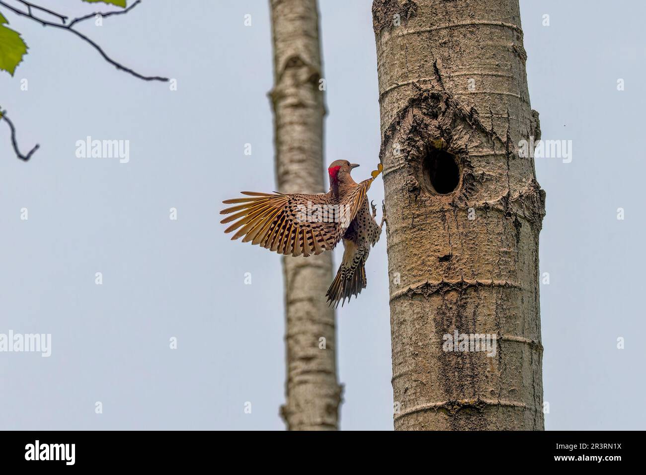 The Northern flicker (Colaptes auratus) flying to the nest cavity ...