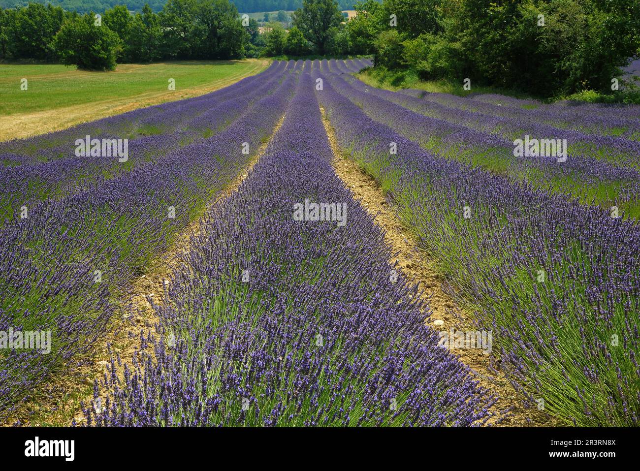 Lavender field on the Plateau de Sault,Provence Stock Photo - Alamy