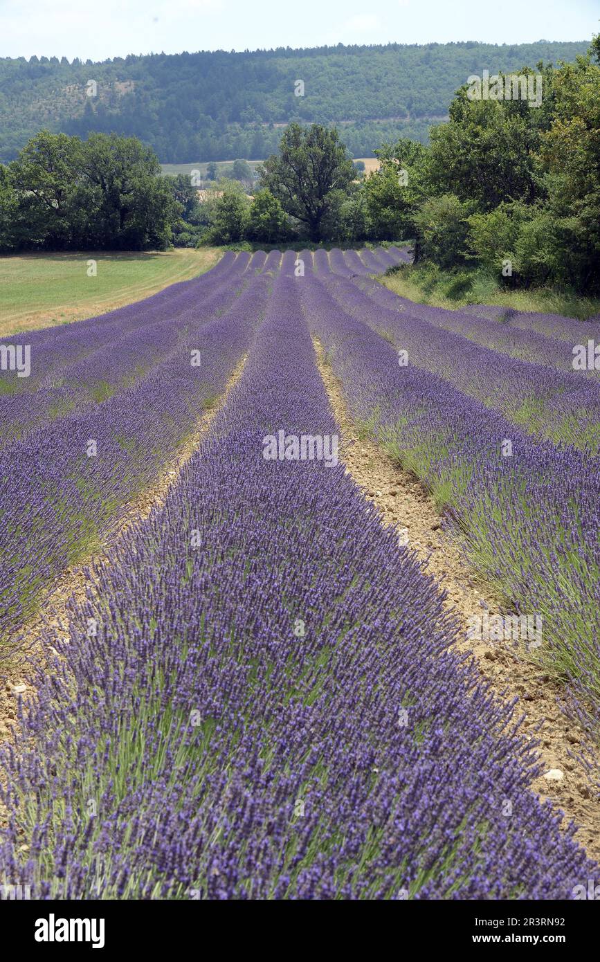 Lavender field on the Plateau de Sault,Provence Stock Photo - Alamy