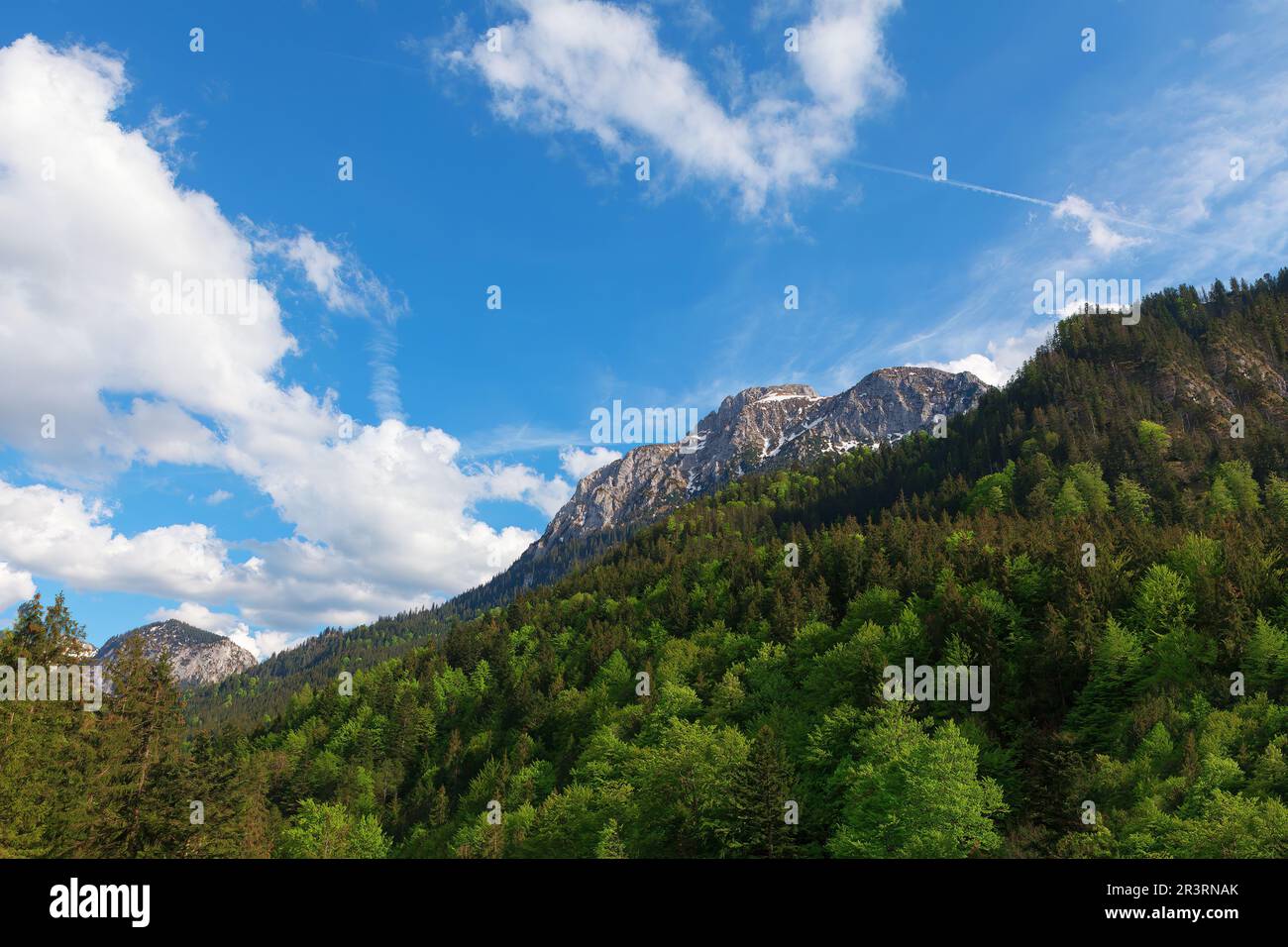 Evergreen mountain forest view of snowy peak . Green mountains ...