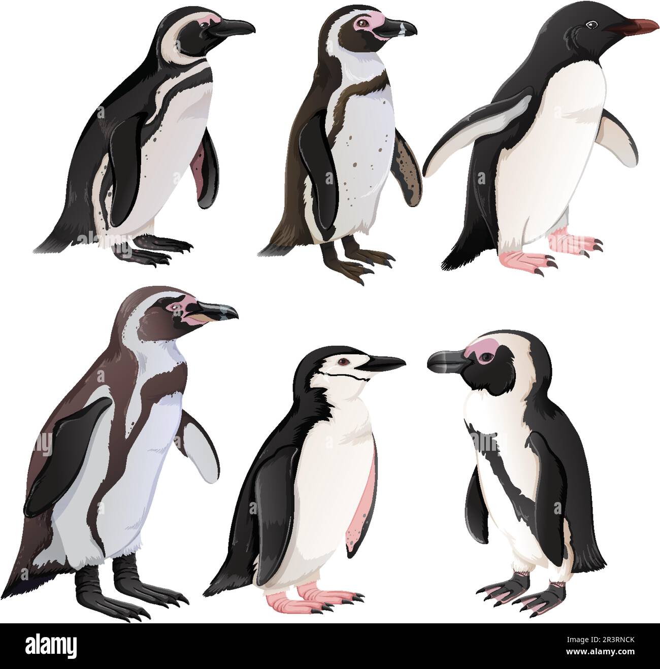 Set of penguins in different species illustration Stock Vector Image ...