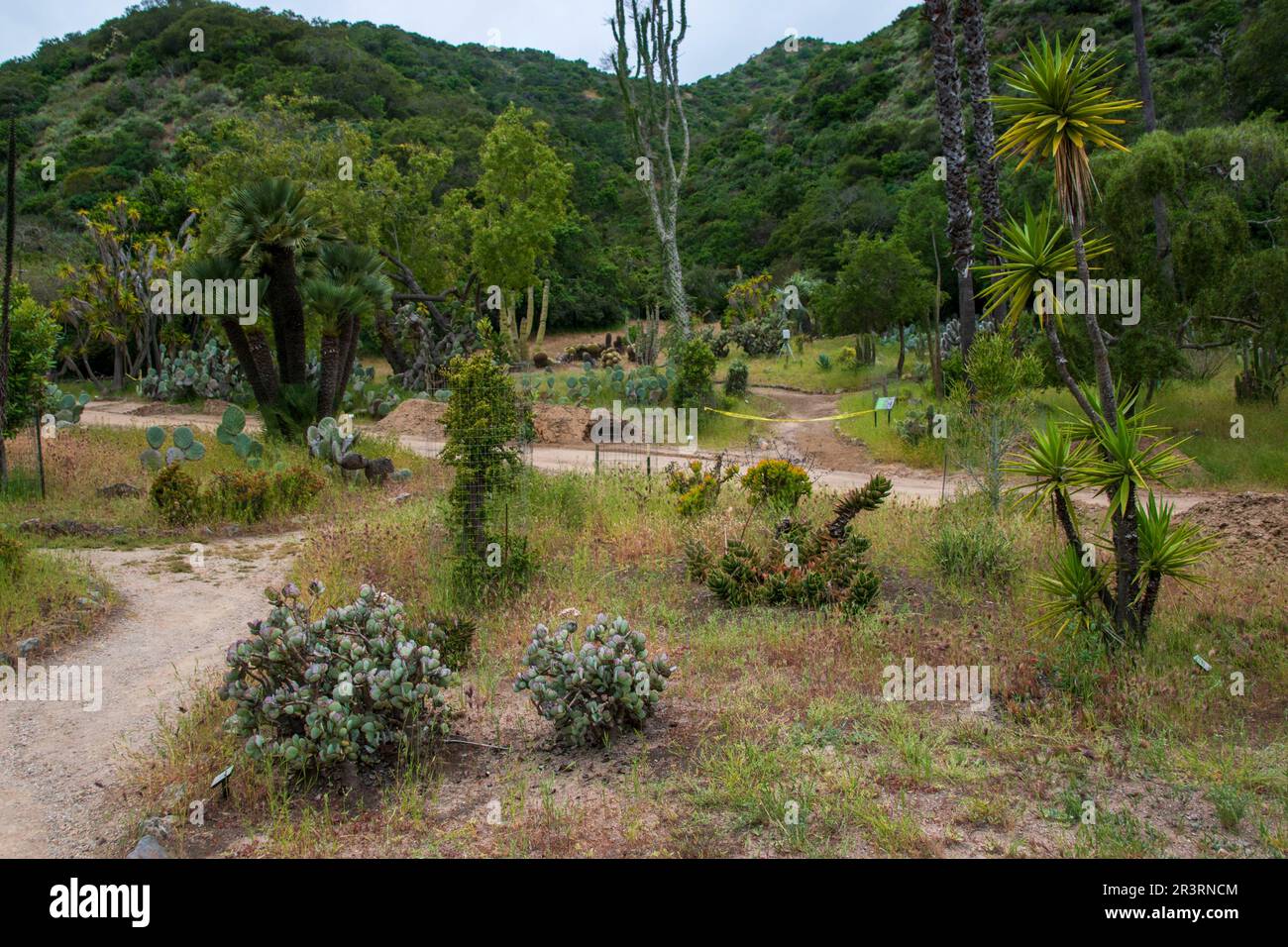 The Wrigley Memorial & Botanical Garden on Catalina Island is home to ...