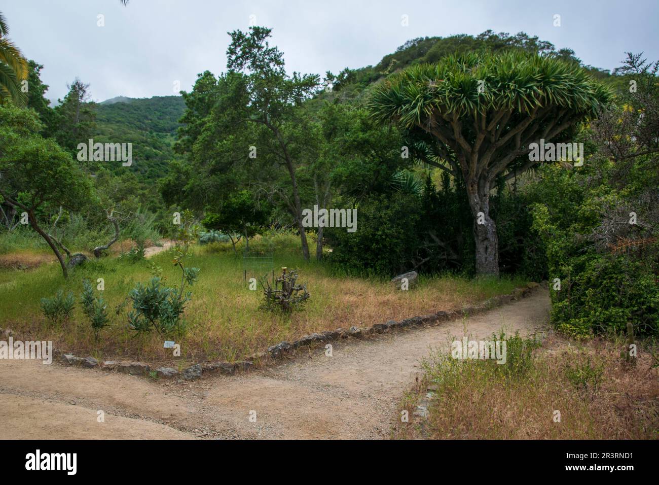 The Wrigley Memorial & Botanical Garden on Catalina Island is home to ...