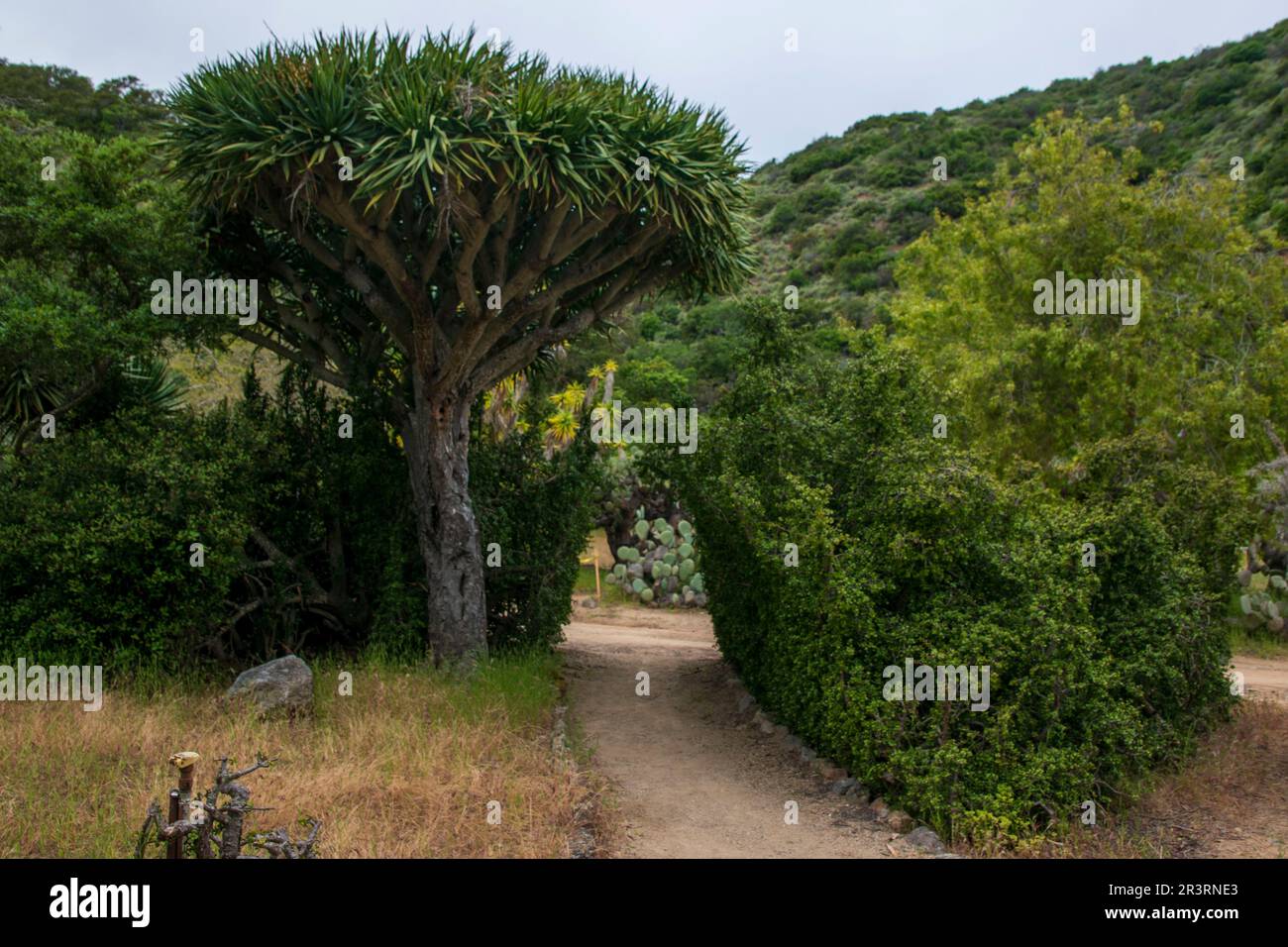 The Wrigley Memorial & Botanical Garden on Catalina Island is home to ...