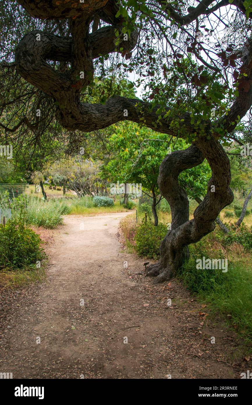 The Wrigley Memorial & Botanical Garden on Catalina Island is home to ...
