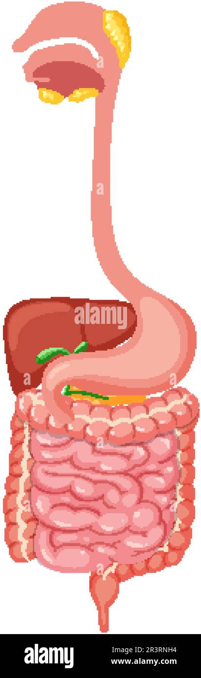 Human medical digestive system illustration Stock Vector Image & Art ...