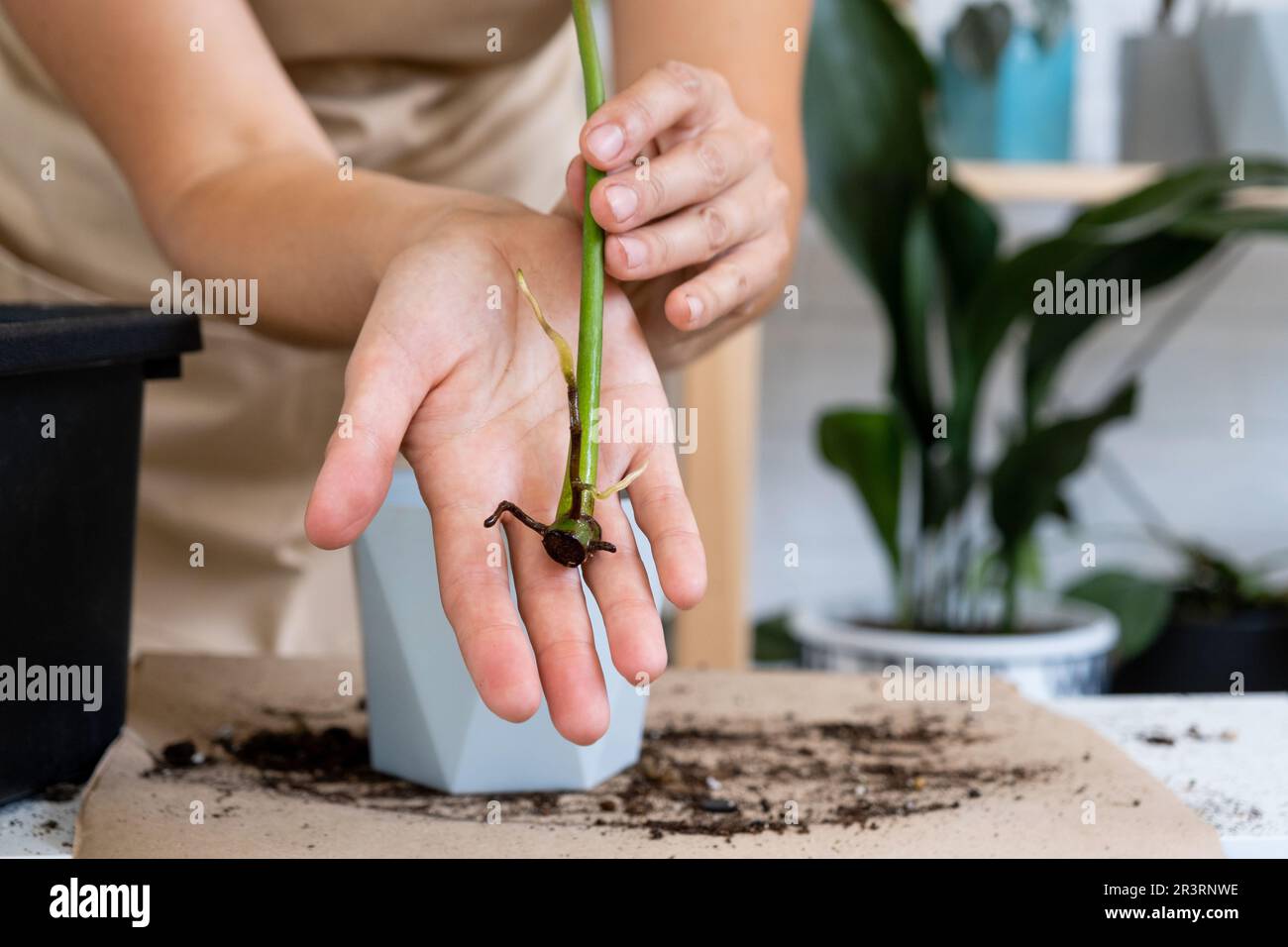 The stalk of a domestic plant with roots for reproduction and planting ...