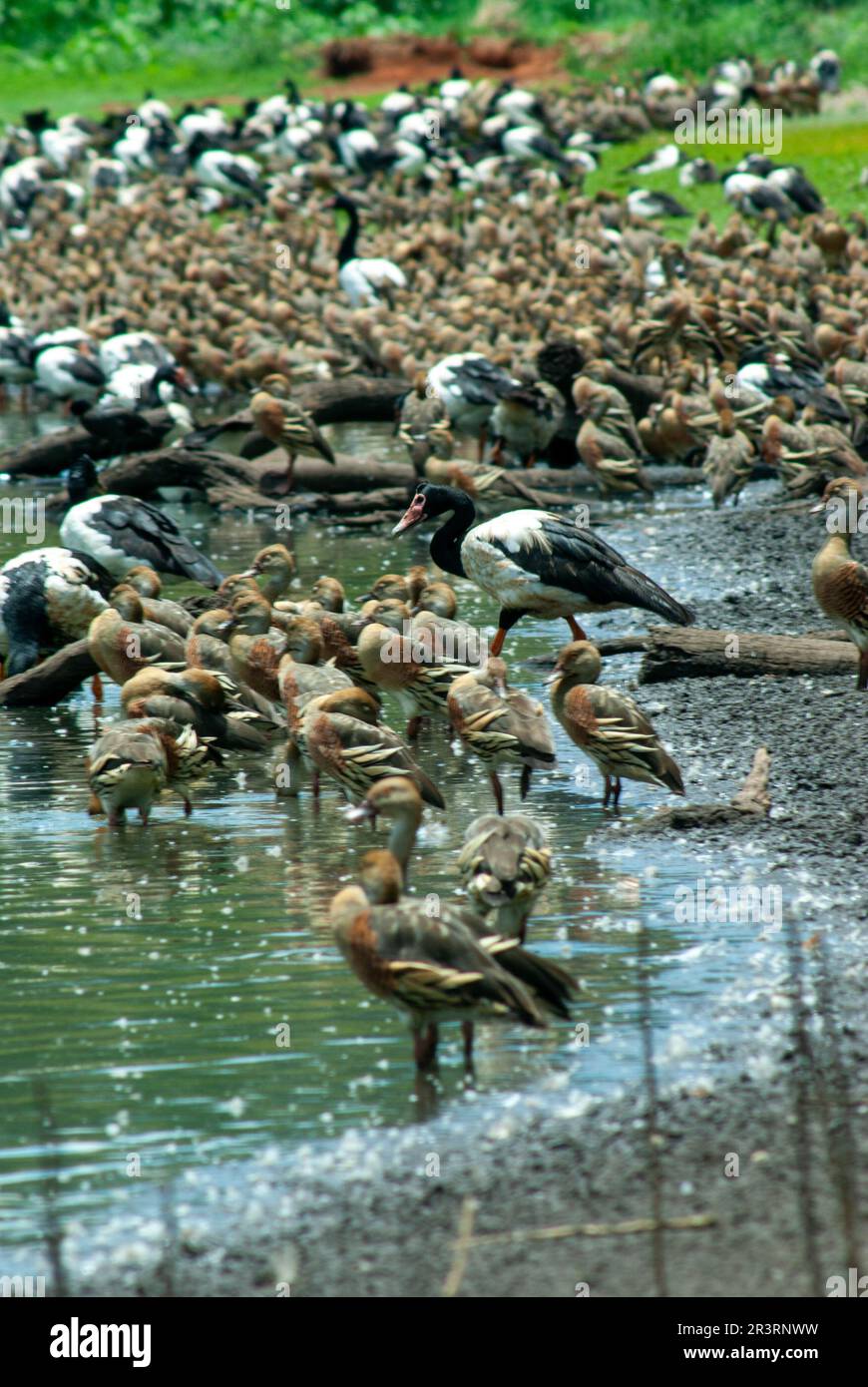 Mangrove swamp northern queensland australia hi-res stock photography ...