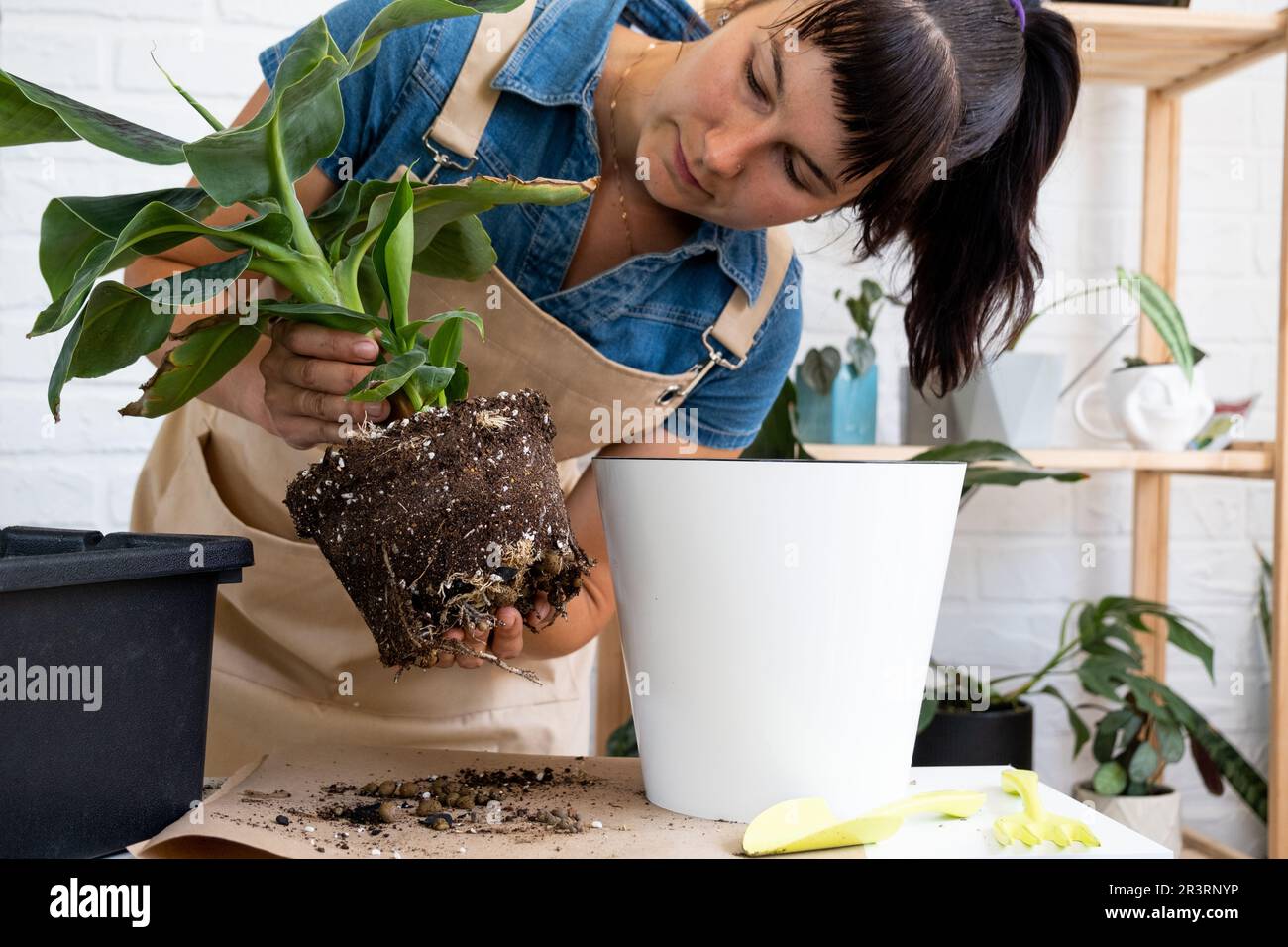 Transplanting a home potted plant banana palm Musa into a pot with ...