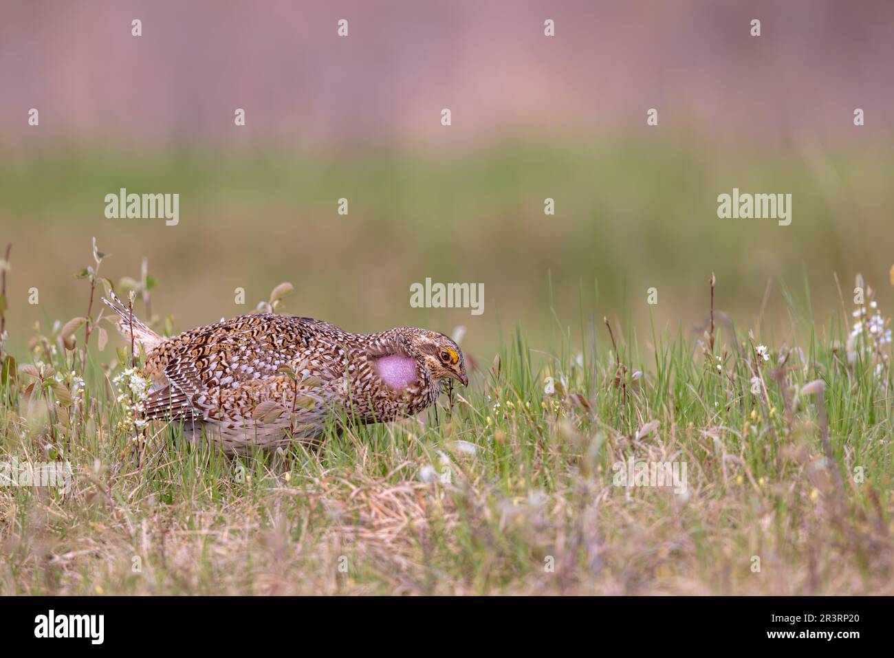 Inflated neck sac hi-res stock photography and images - Alamy