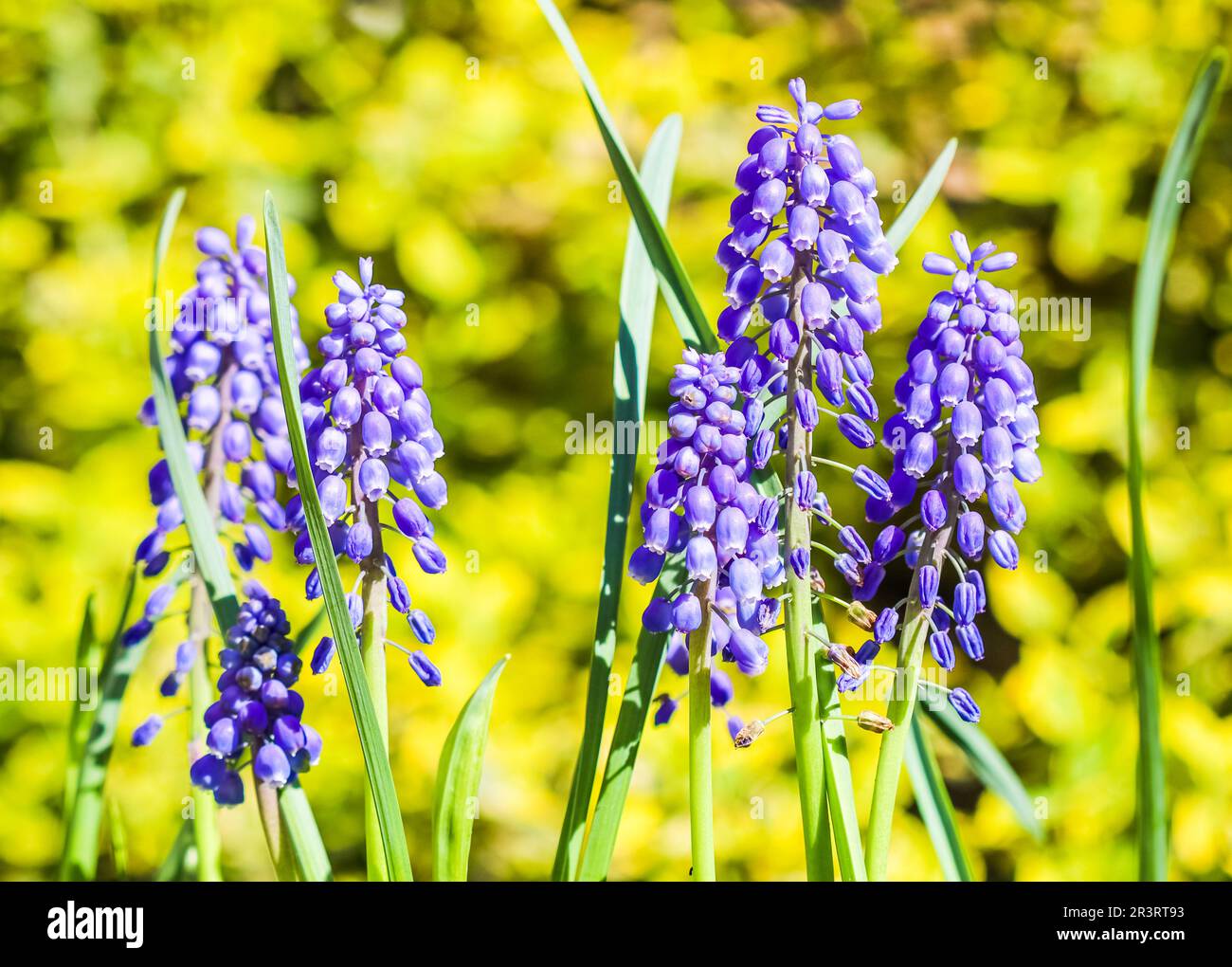 Blue flowers Muscari armeniacum or Grape Hyacinth on a yellow ...