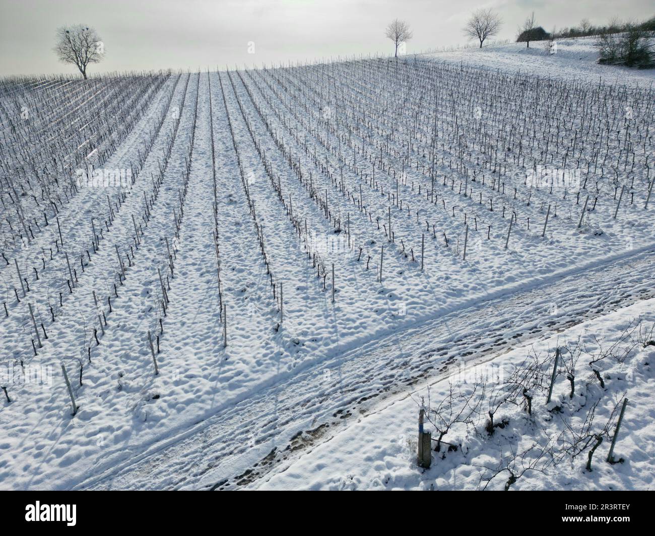 Vineyards in winter on the Southern Wine Route Stock Photo - Alamy