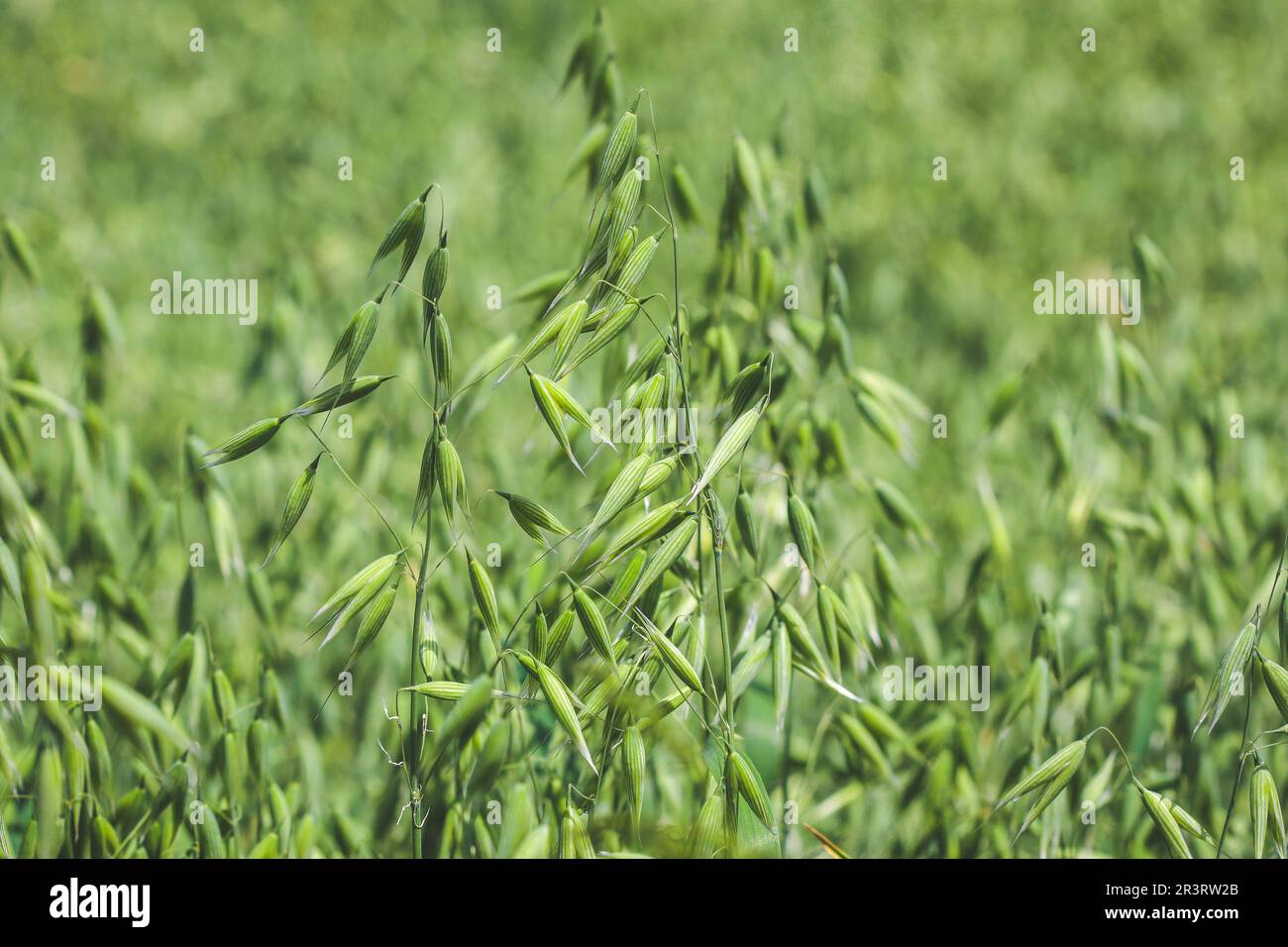Green oat production hi-res stock photography and images - Alamy