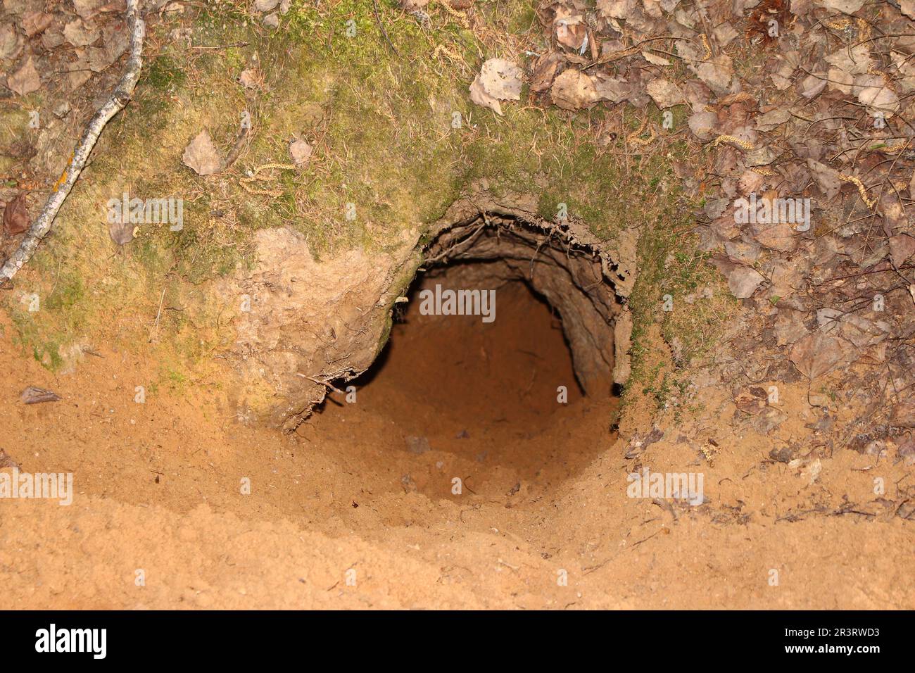 Fox hole dug in the sandy ground in the forest close-up Stock Photo - Alamy