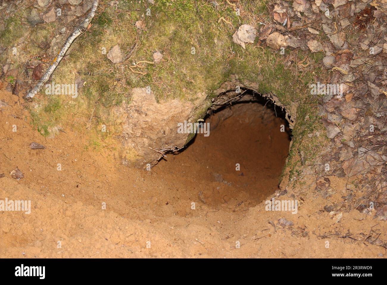 Fox hole hi-res stock photography and images - Alamy