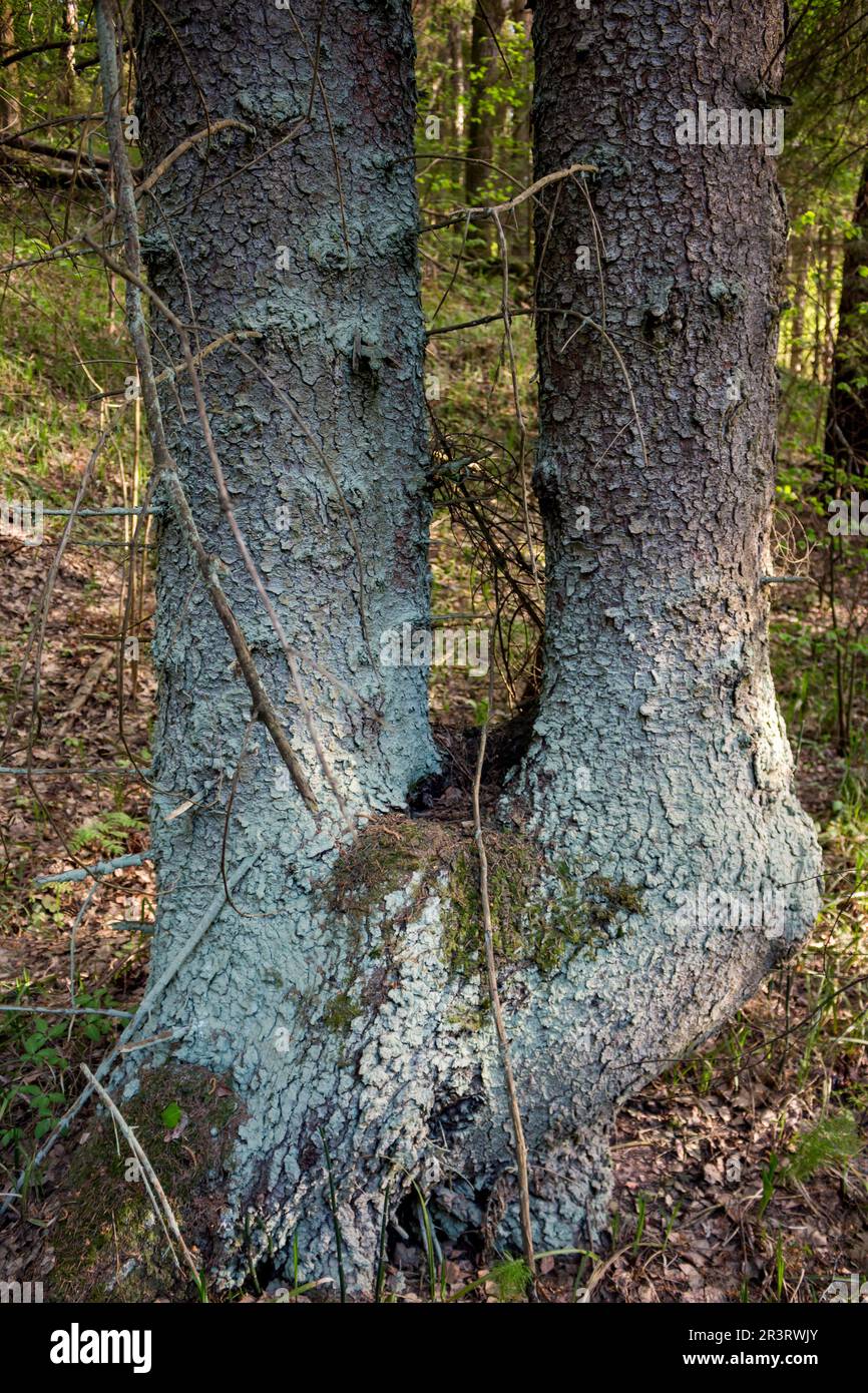 Spruce tree with two trunks growing together in the forest Stock Photo ...